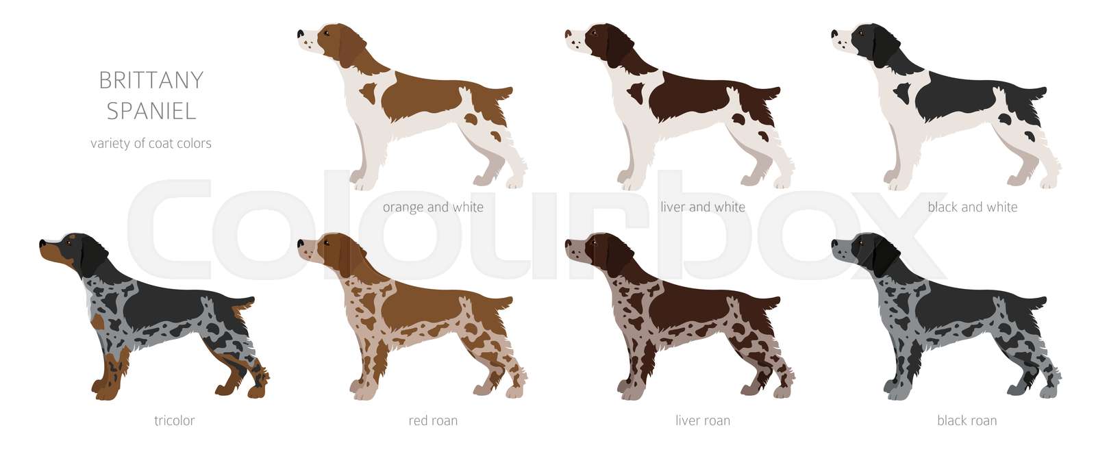 Brittany Spaniel Liver Roan
