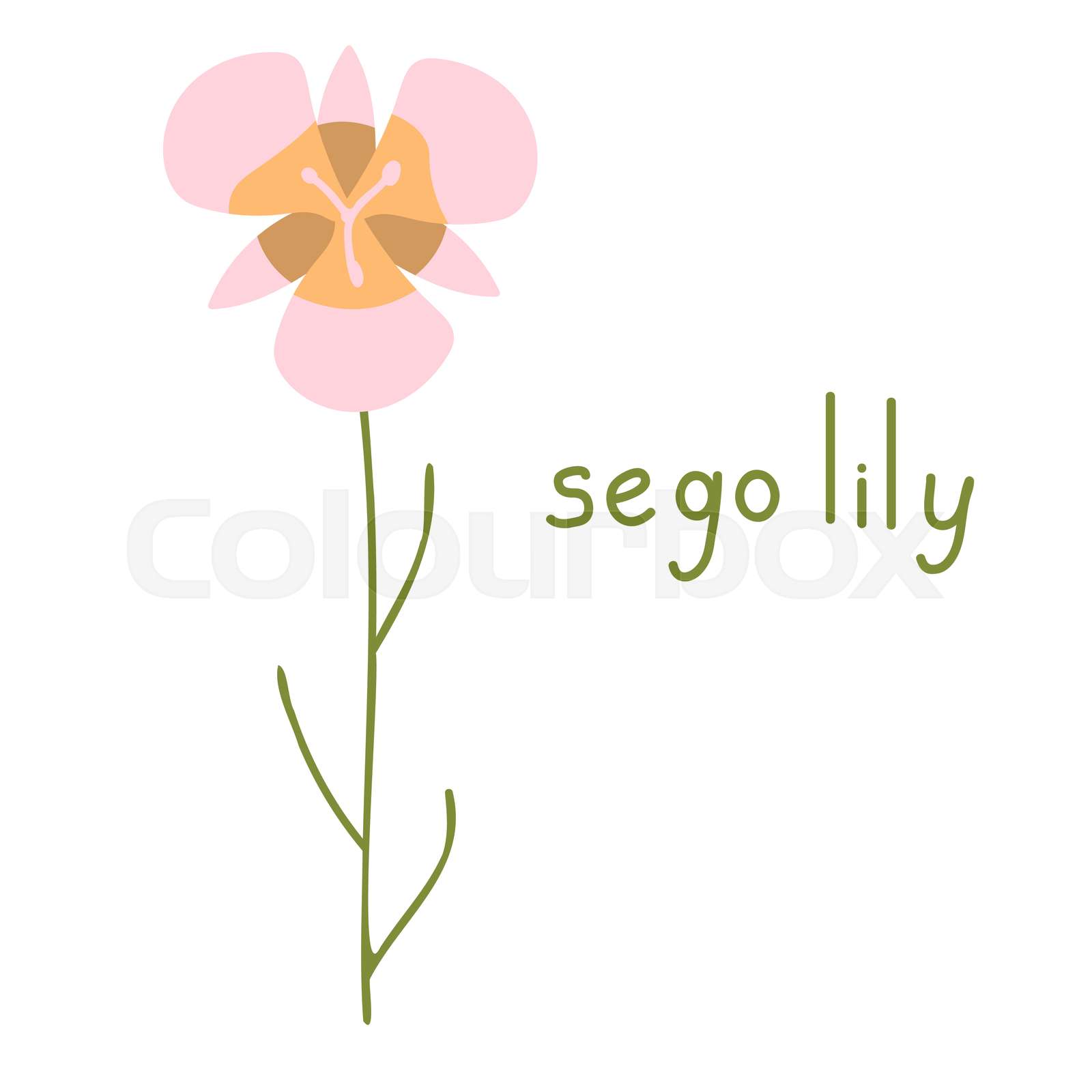 Sego lily vector flower | Stock vector | Colourbox