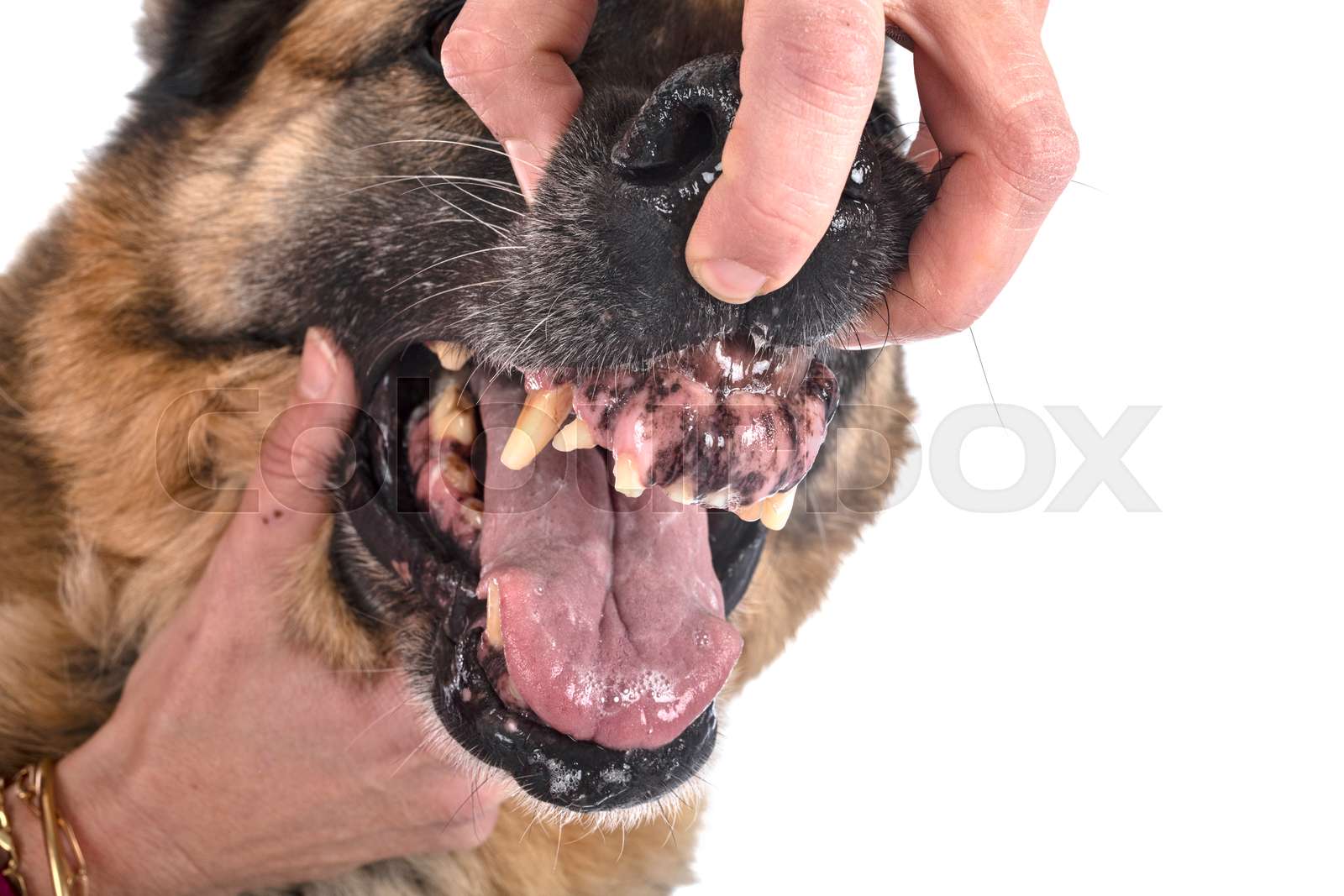 teeth of german shepherd | Stock image | Colourbox