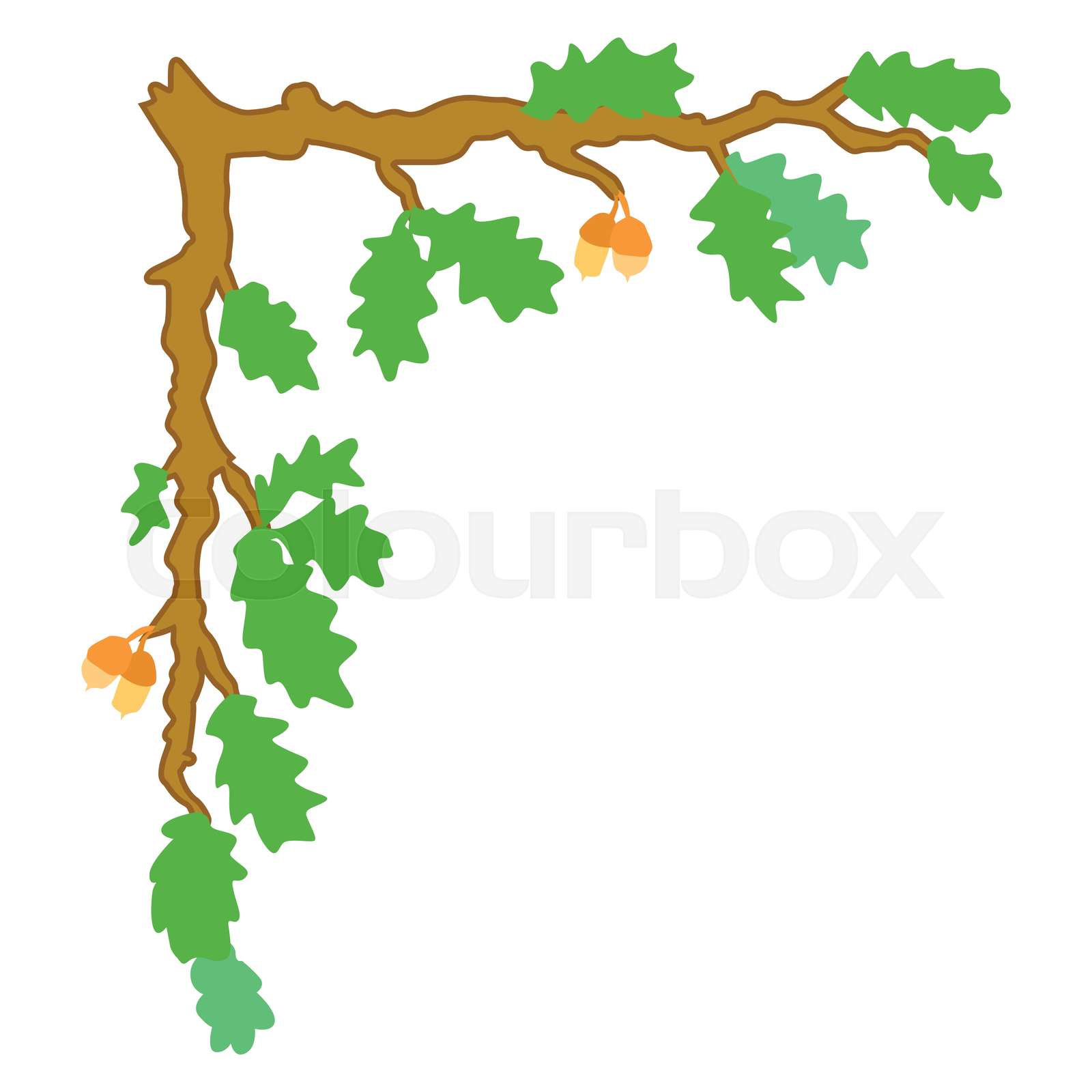 Plant corner of oak tree | Stock vector | Colourbox