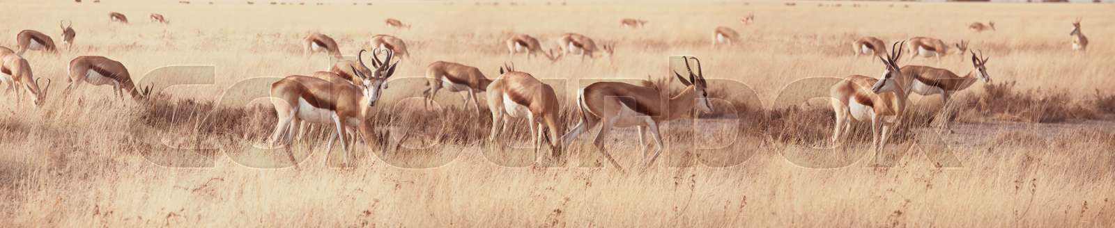 Springbok | Stock image | Colourbox