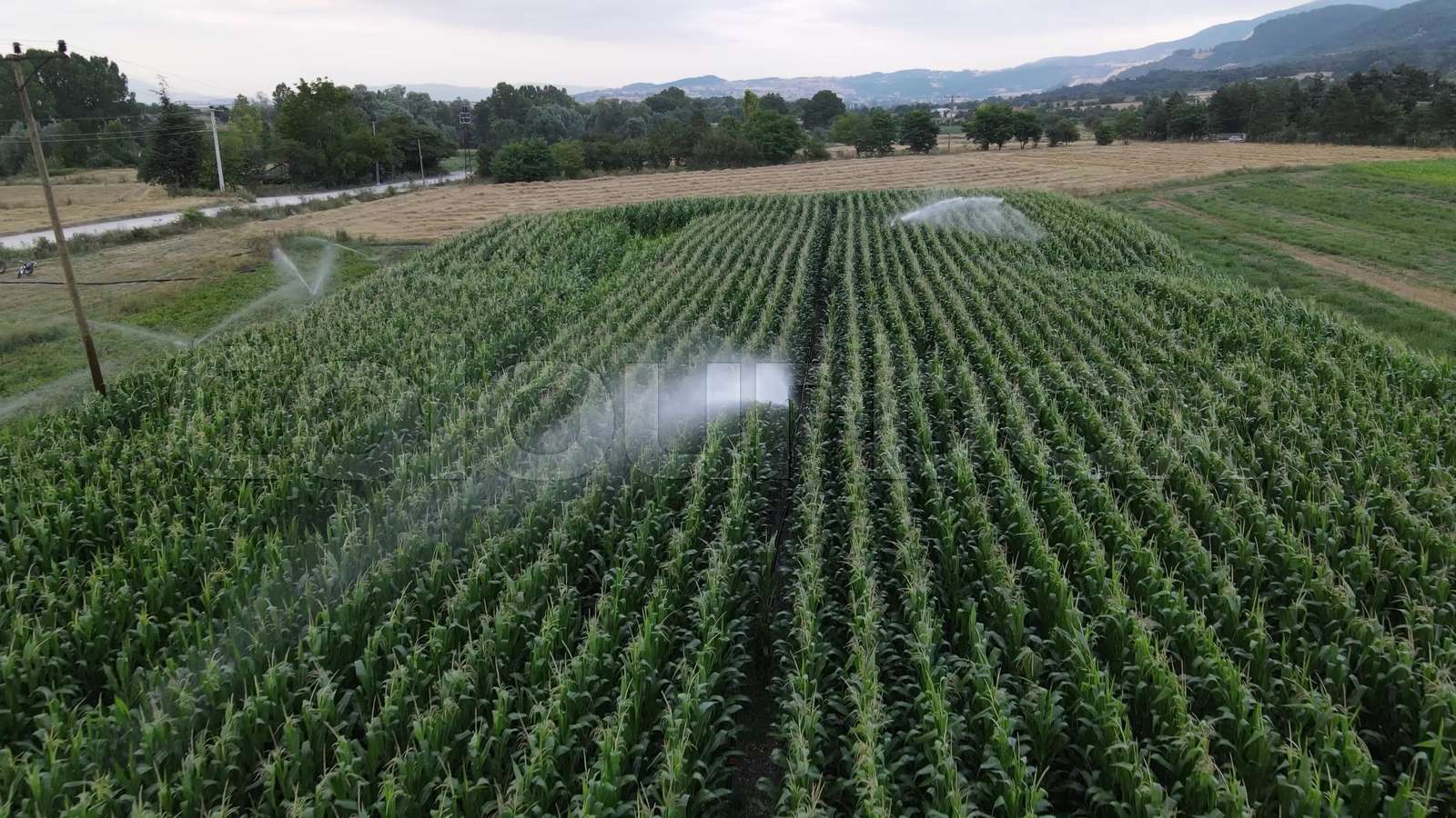 Agricultural Farm Watering | Stock video | Colourbox