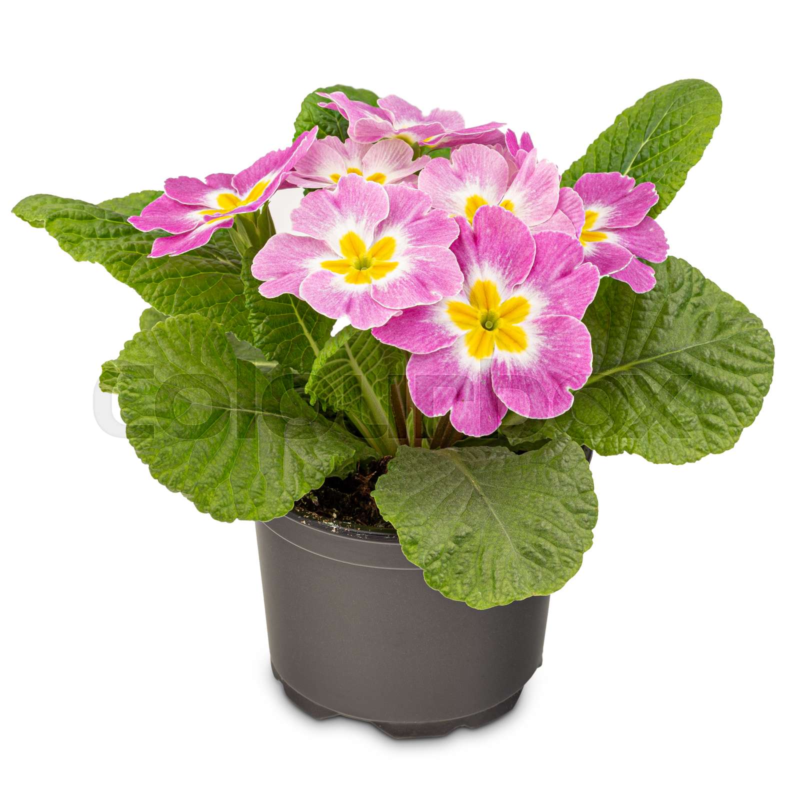 Light pink primula | Stock image | Colourbox