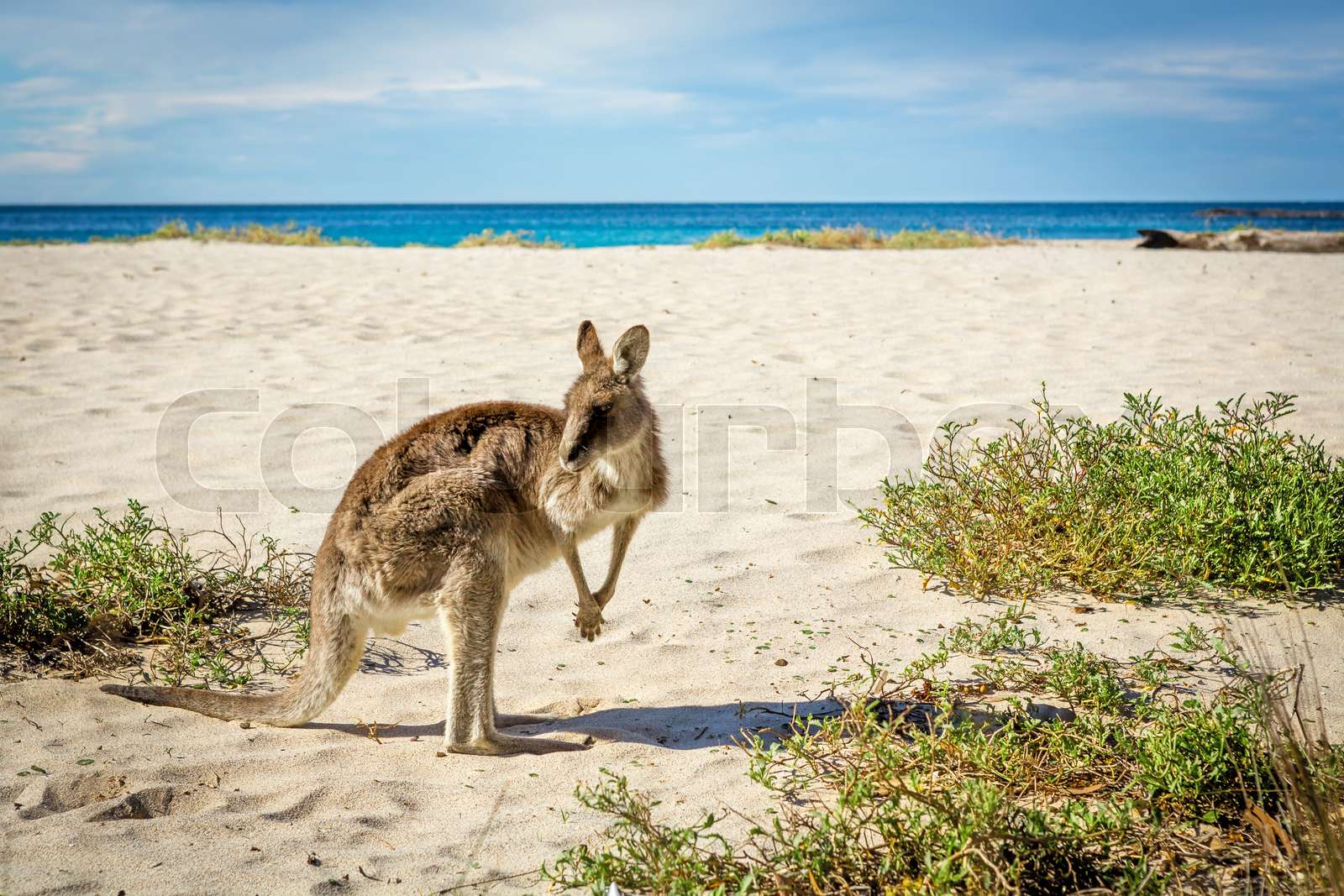 Kangaroo on sandy beach in Australia | Stock image | Colourbox