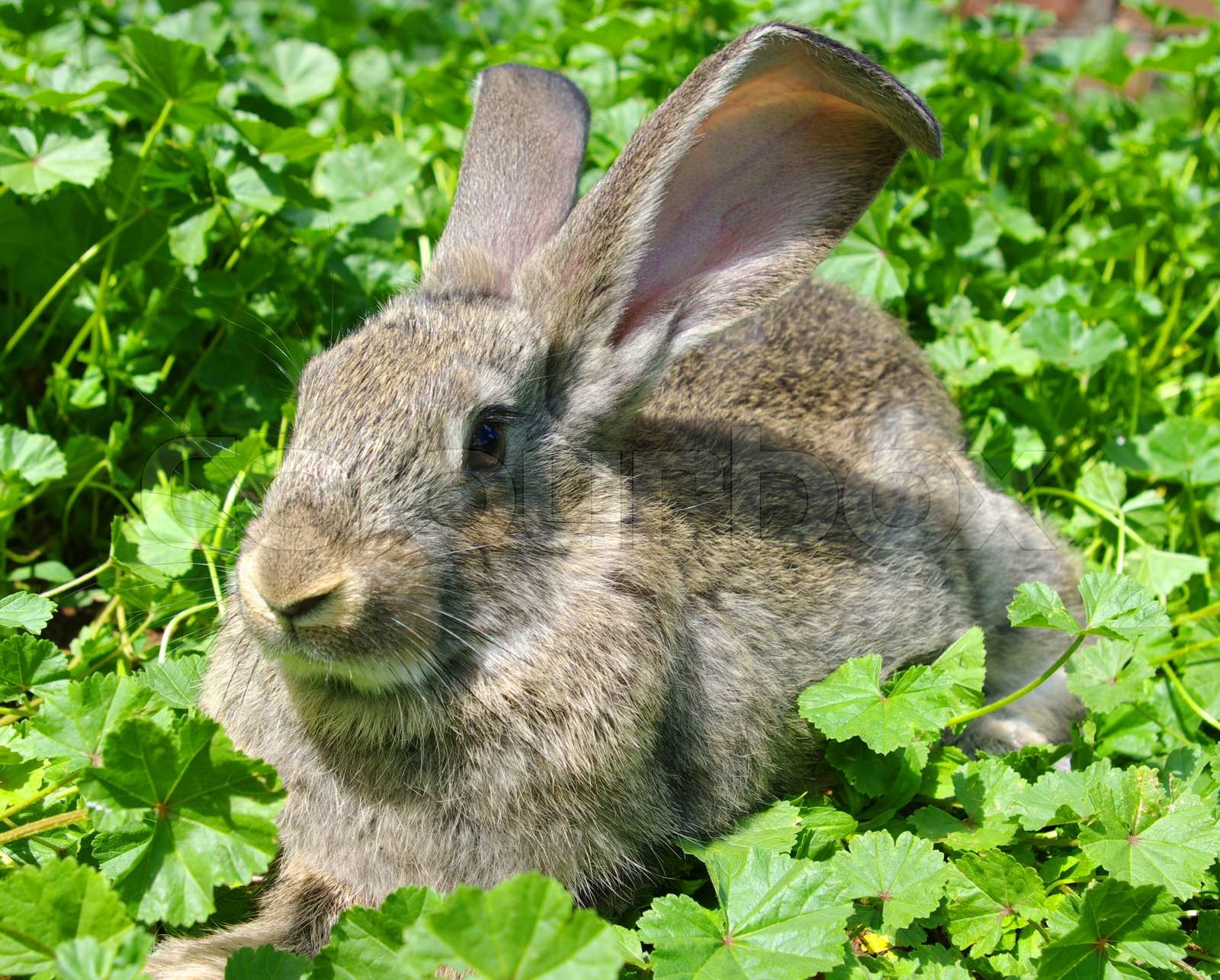 rabbit | Stock image | Colourbox