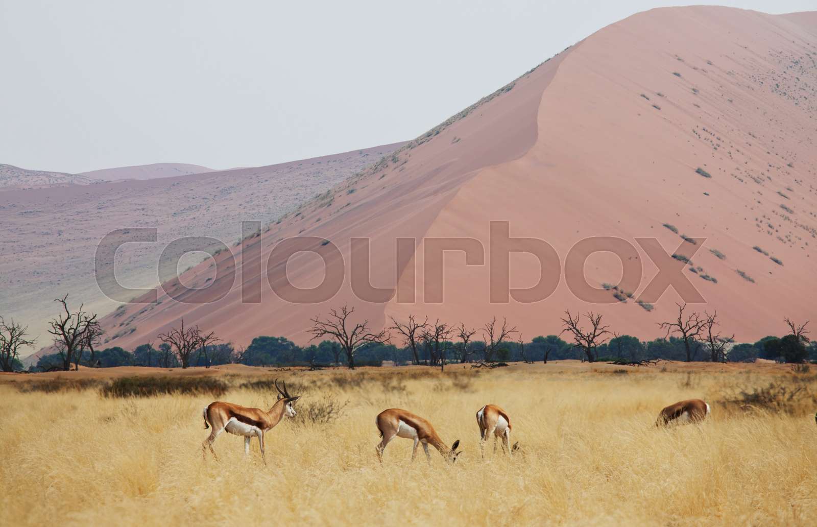 Springbok | Stock image | Colourbox