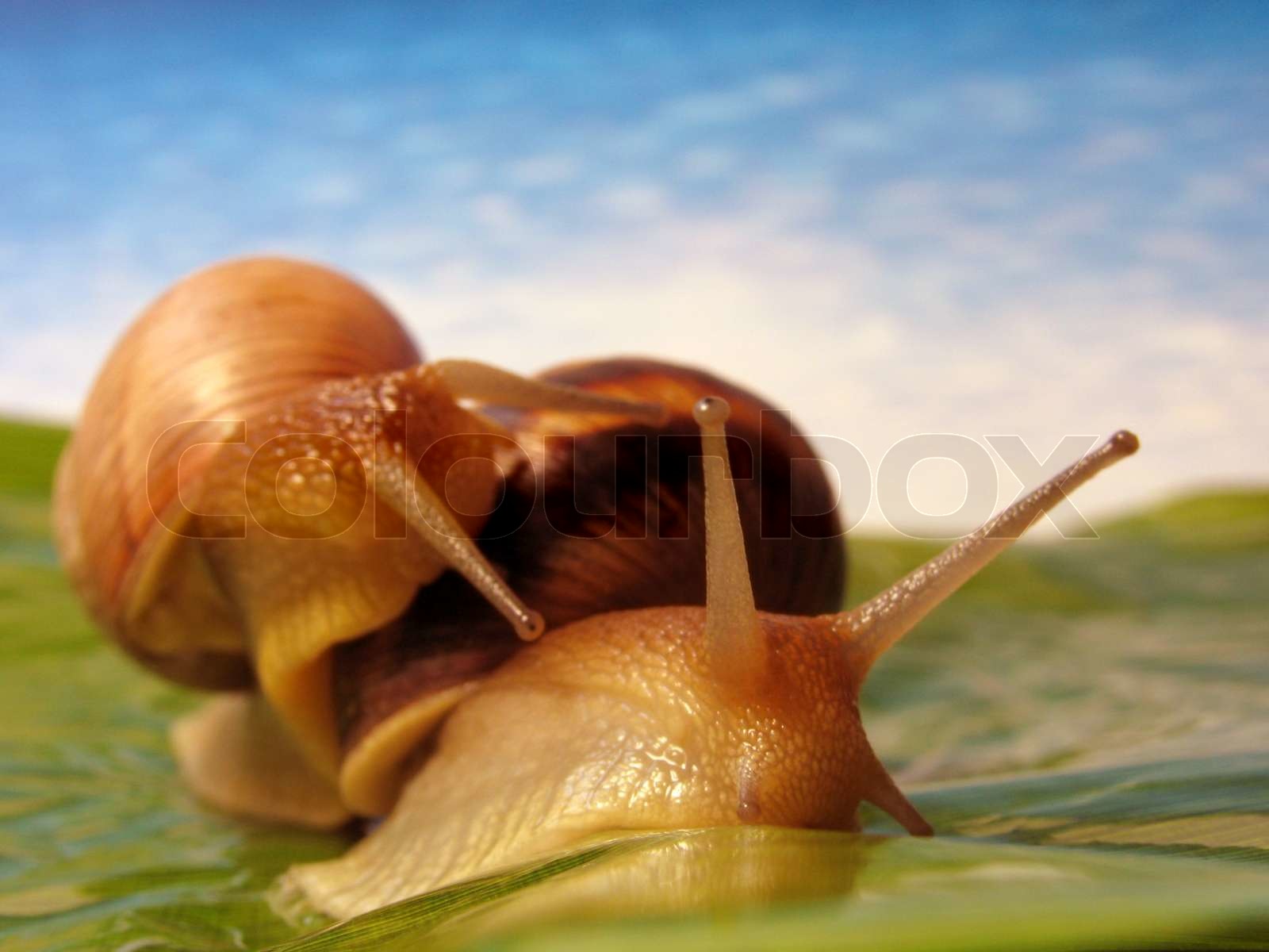 two funny snails | Stock image | Colourbox