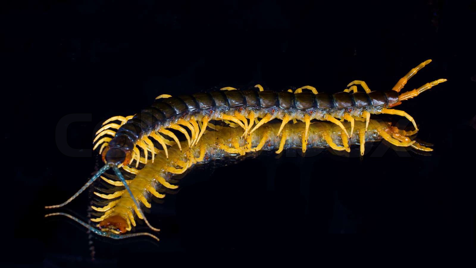 scolopendra | Stock image | Colourbox