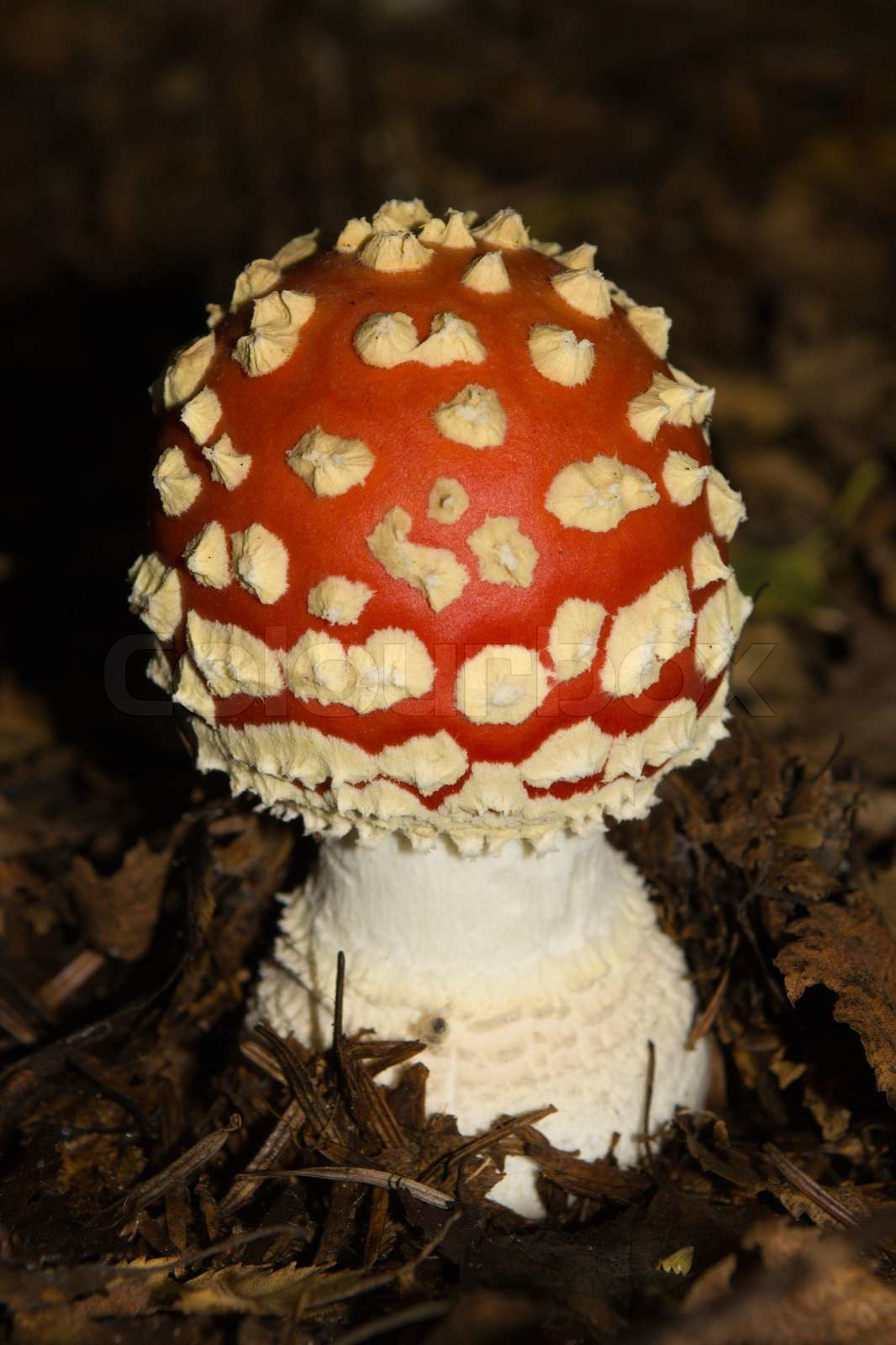 red poison fungi | Stock image | Colourbox