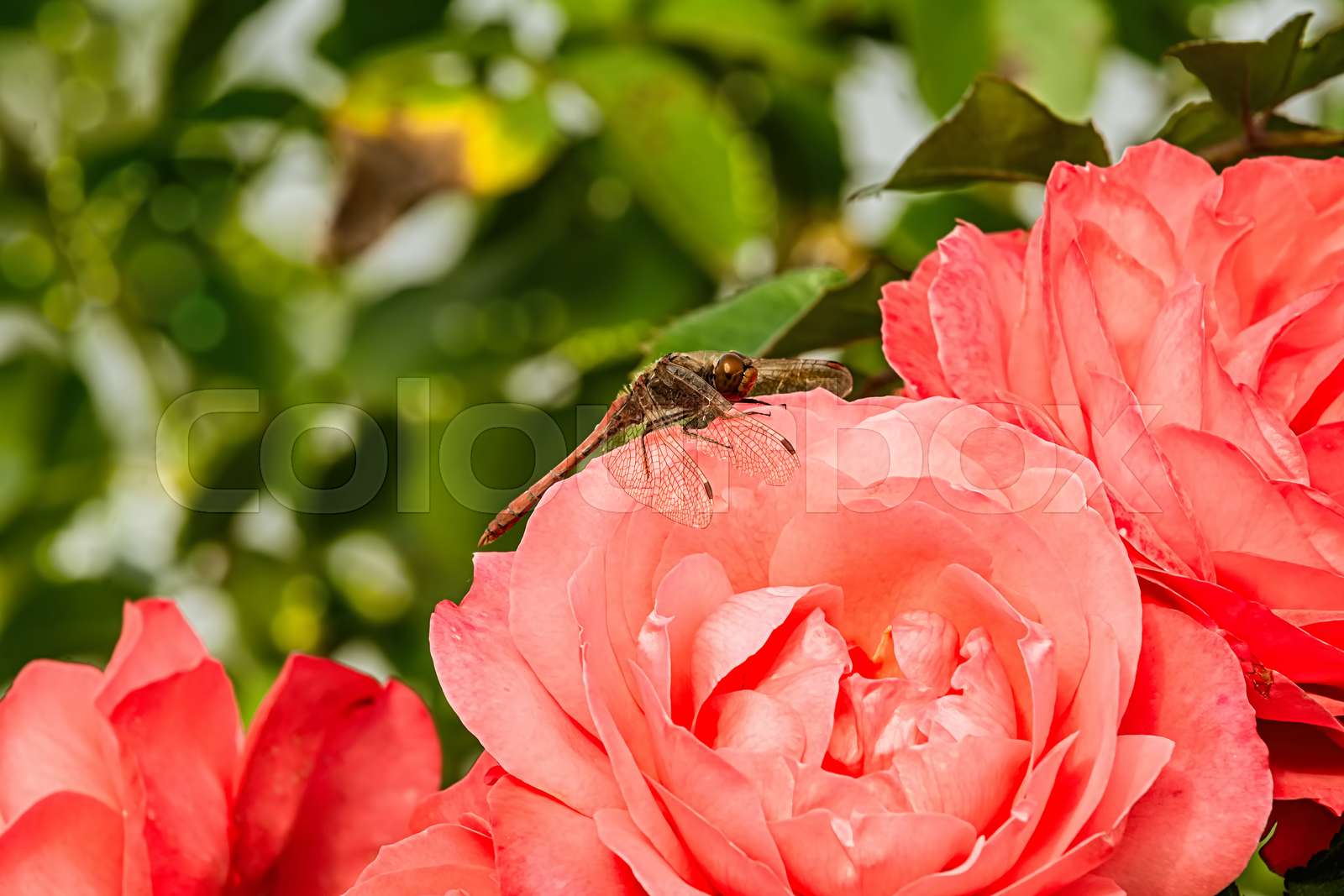Dragonfly on a rose flower | Stock image | Colourbox