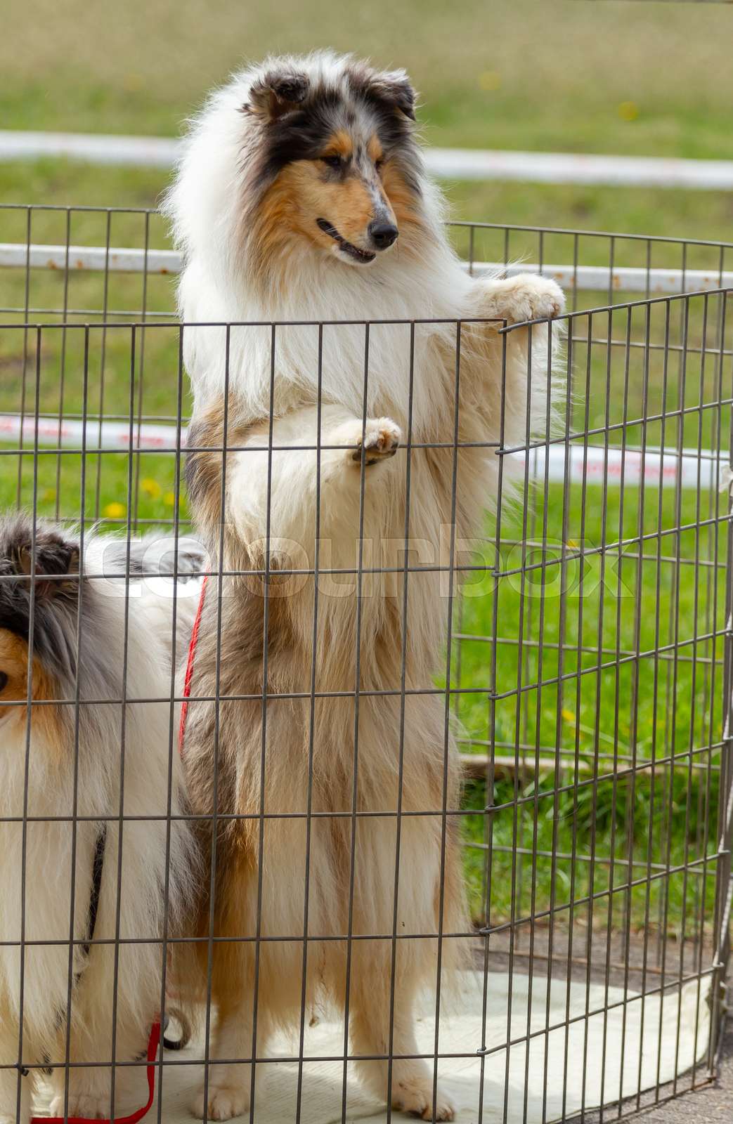 Scottish Collie dog | Stock image | Colourbox