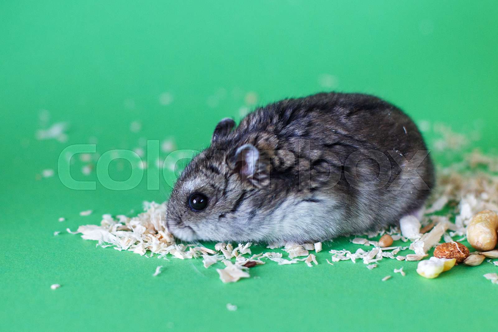 Cute Russian Dwarf Hamster