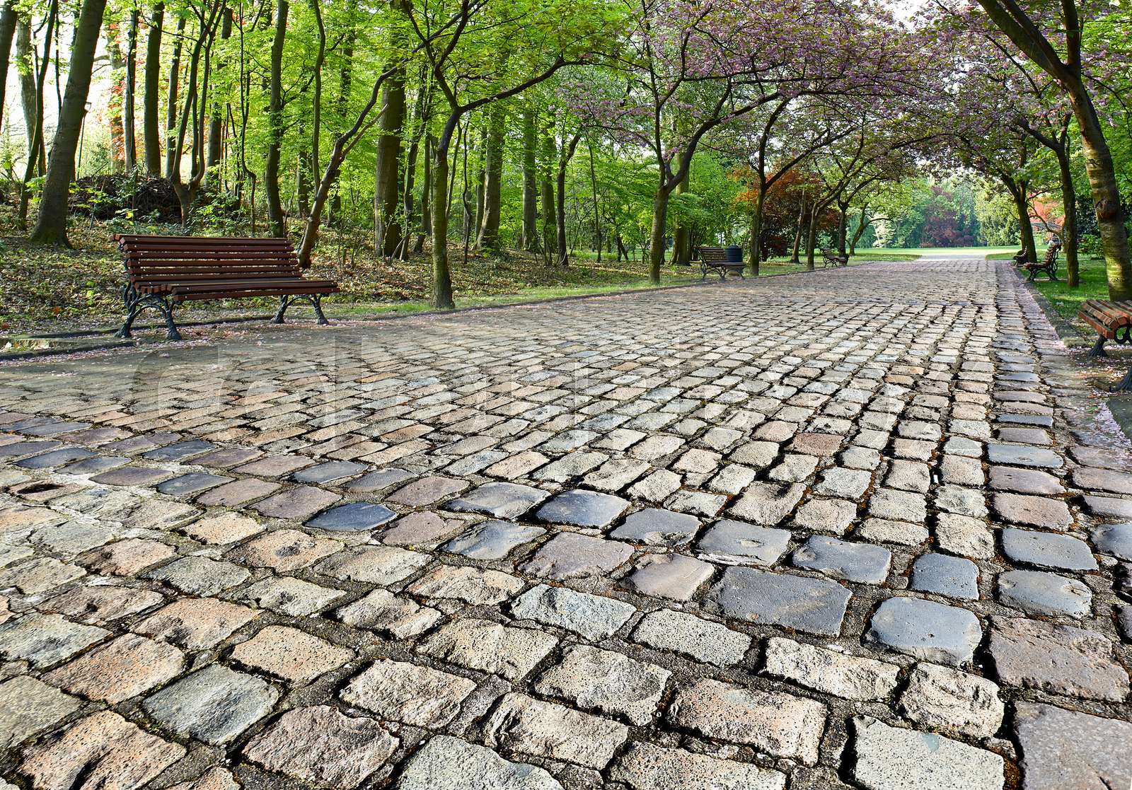 Paved road in public park with lush foliage. Springtime | Stock image ...