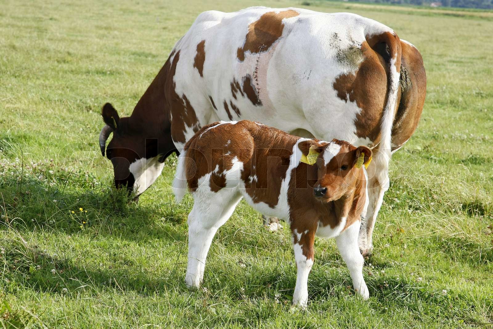 Kuh mit Kalb auf einer Wiese, Mutter hat eine Wunde aus einem Abschnitt ...