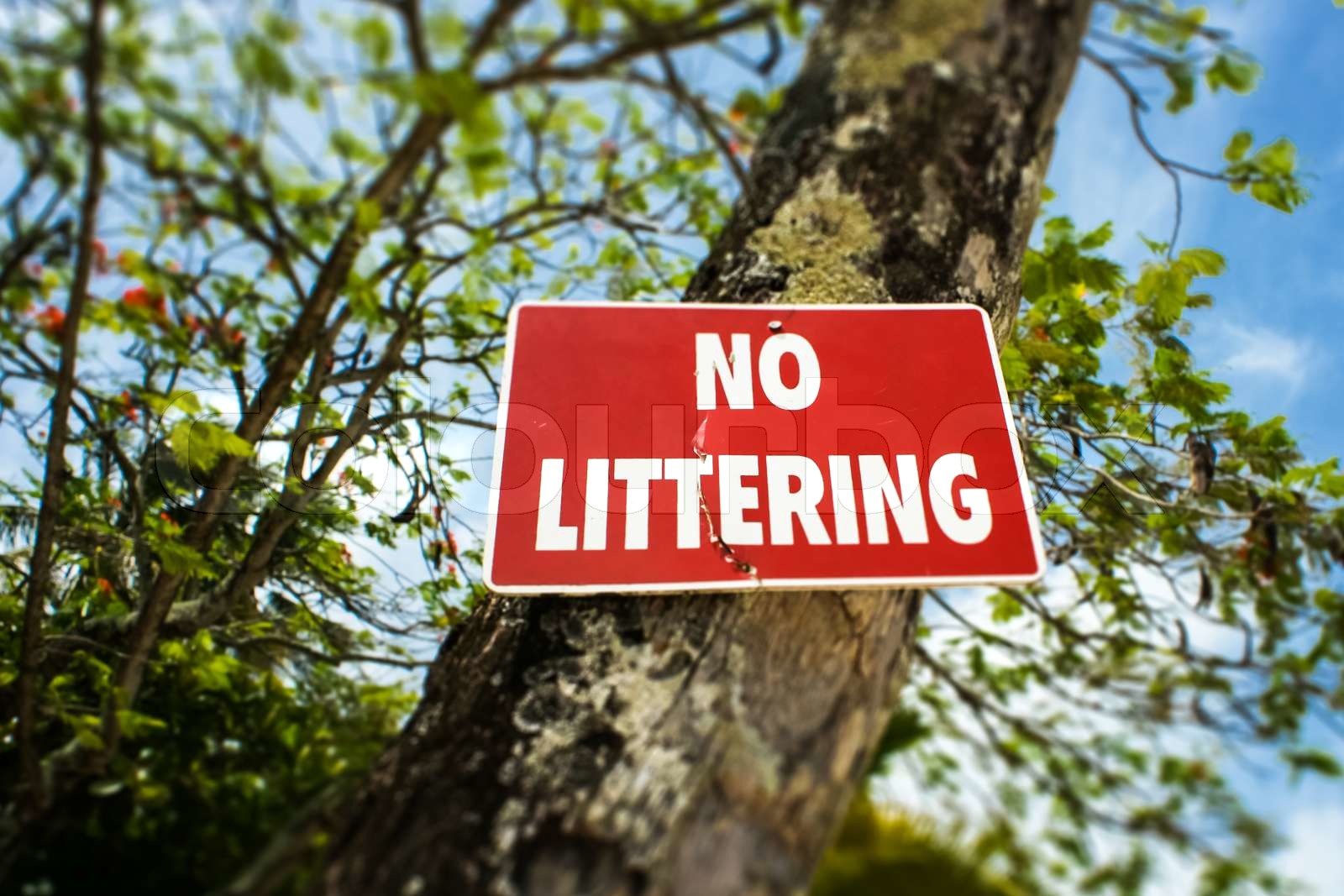 No littering sign in a tree | Stock image | Colourbox