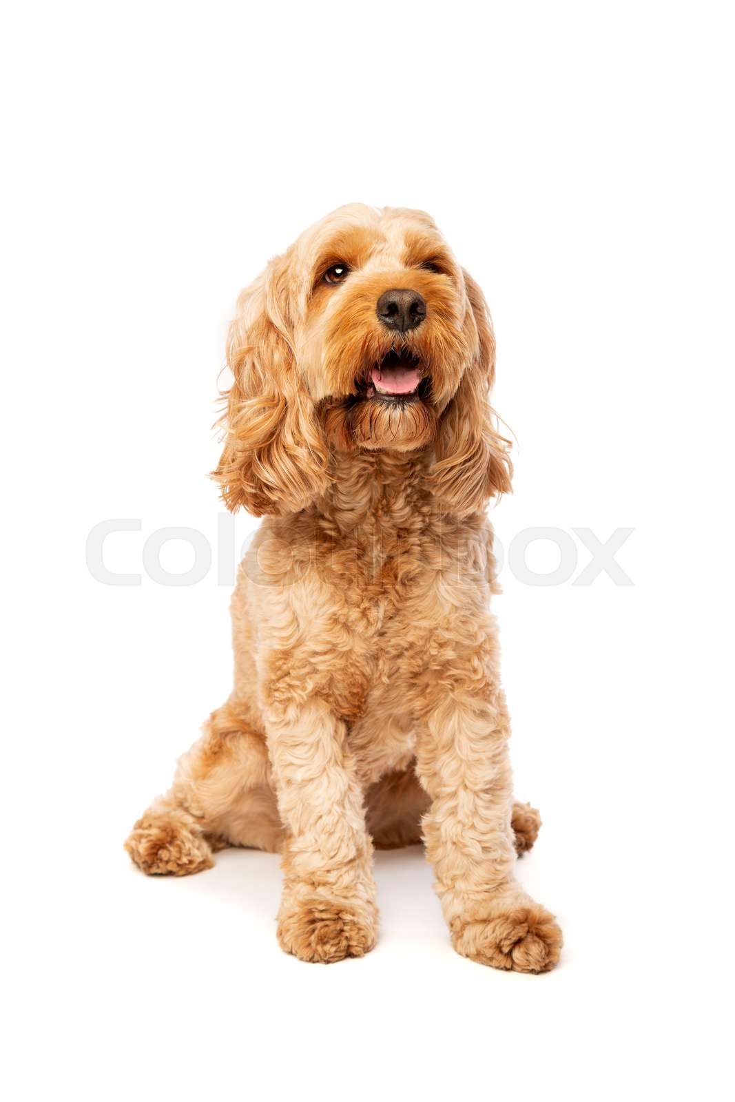 Brown Cockapoo