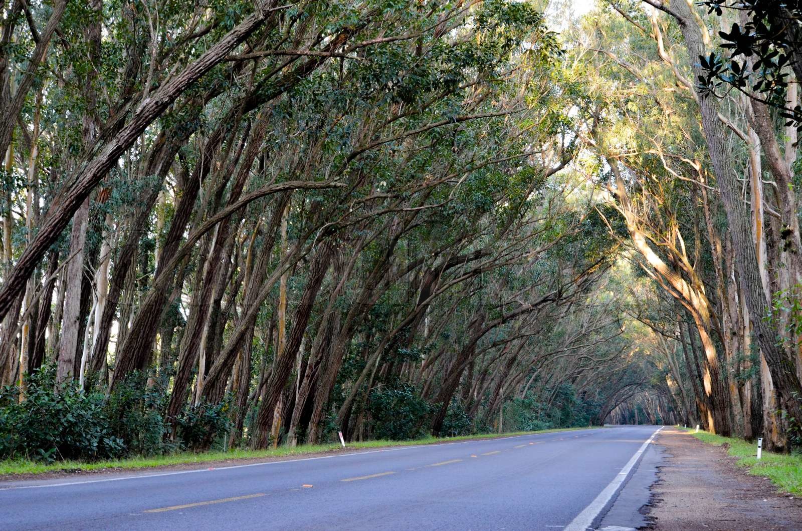 Túnel Verde - Balneário Pinhal - RS | Stock image | Colourbox