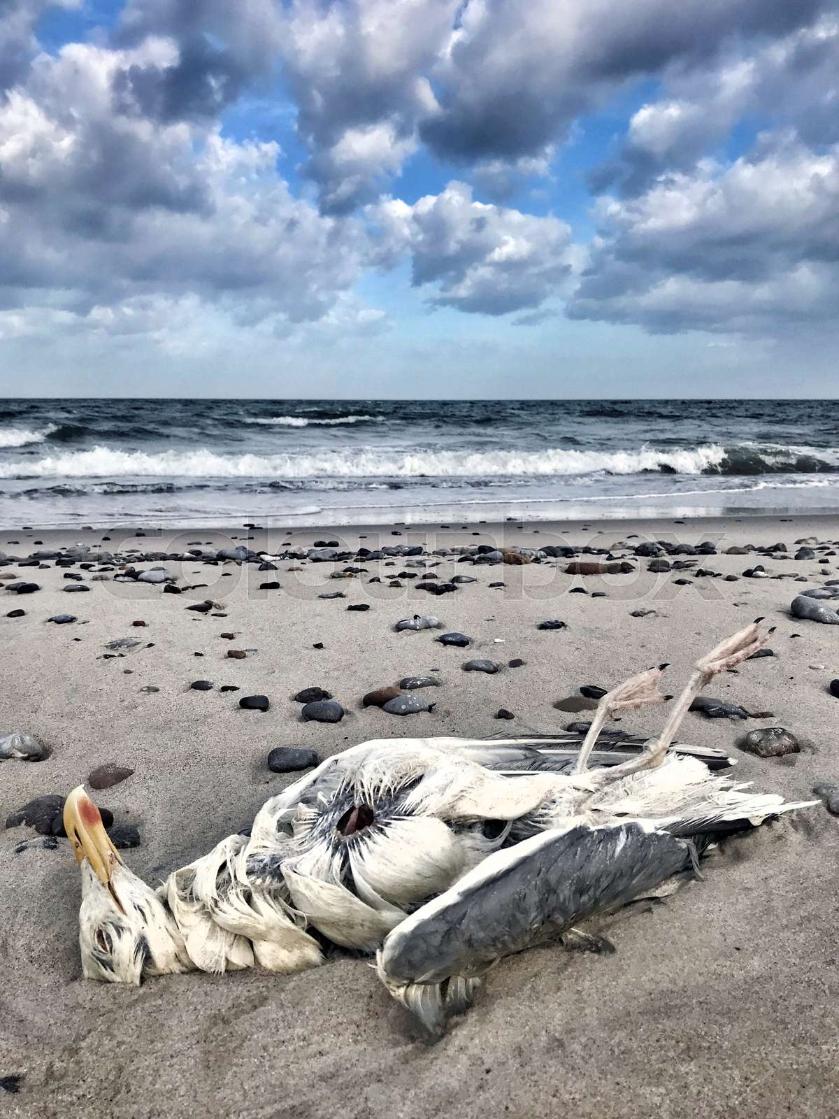Death gull at the ocean | Stock image | Colourbox