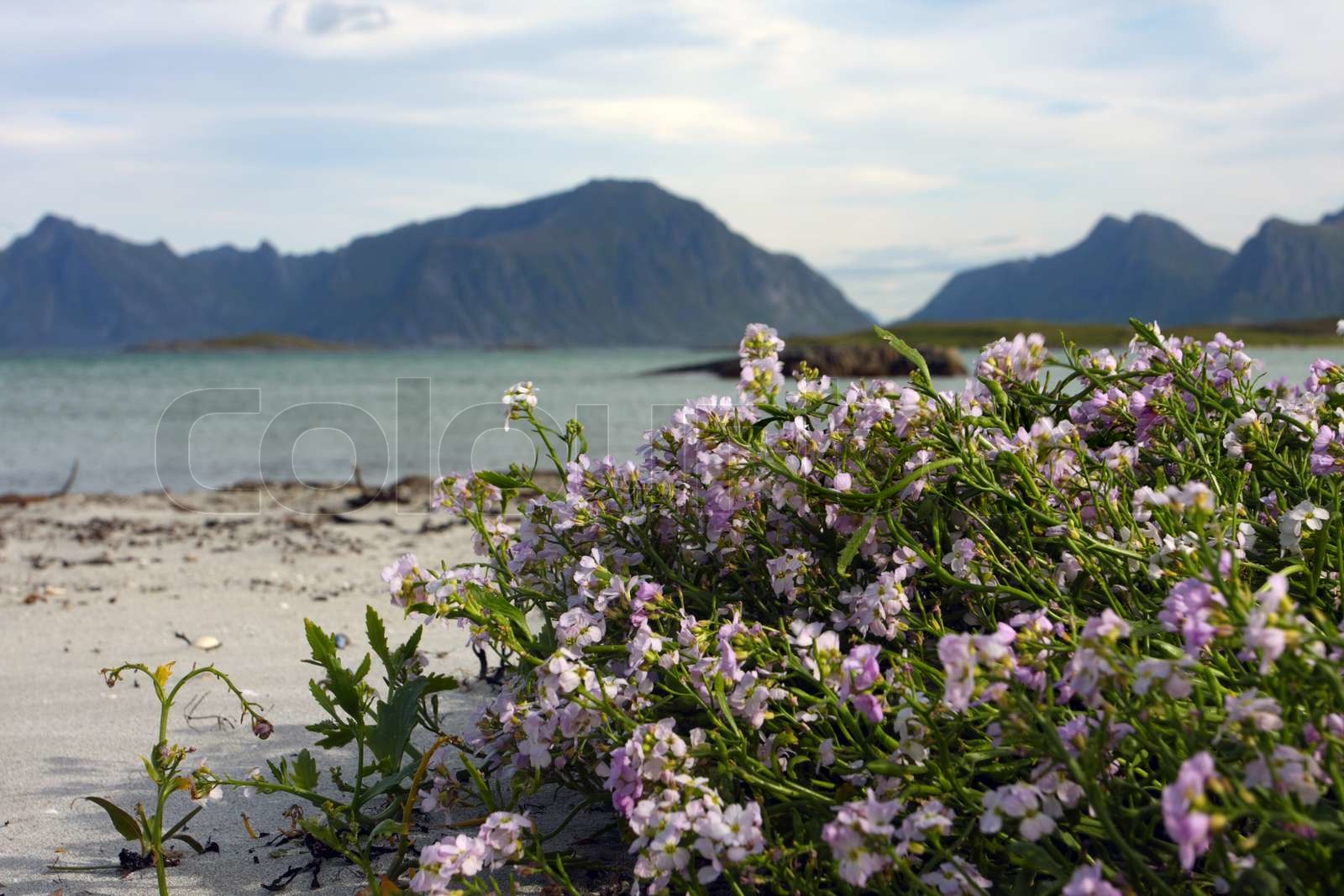 Blumen am Strand | Stock Bild | Colourbox