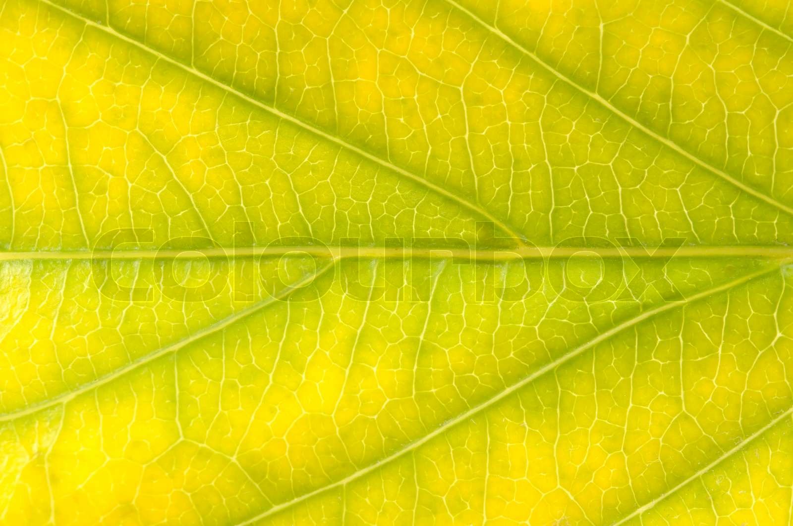 Fallen Yellow Leaf Texture Macro | Stock image | Colourbox