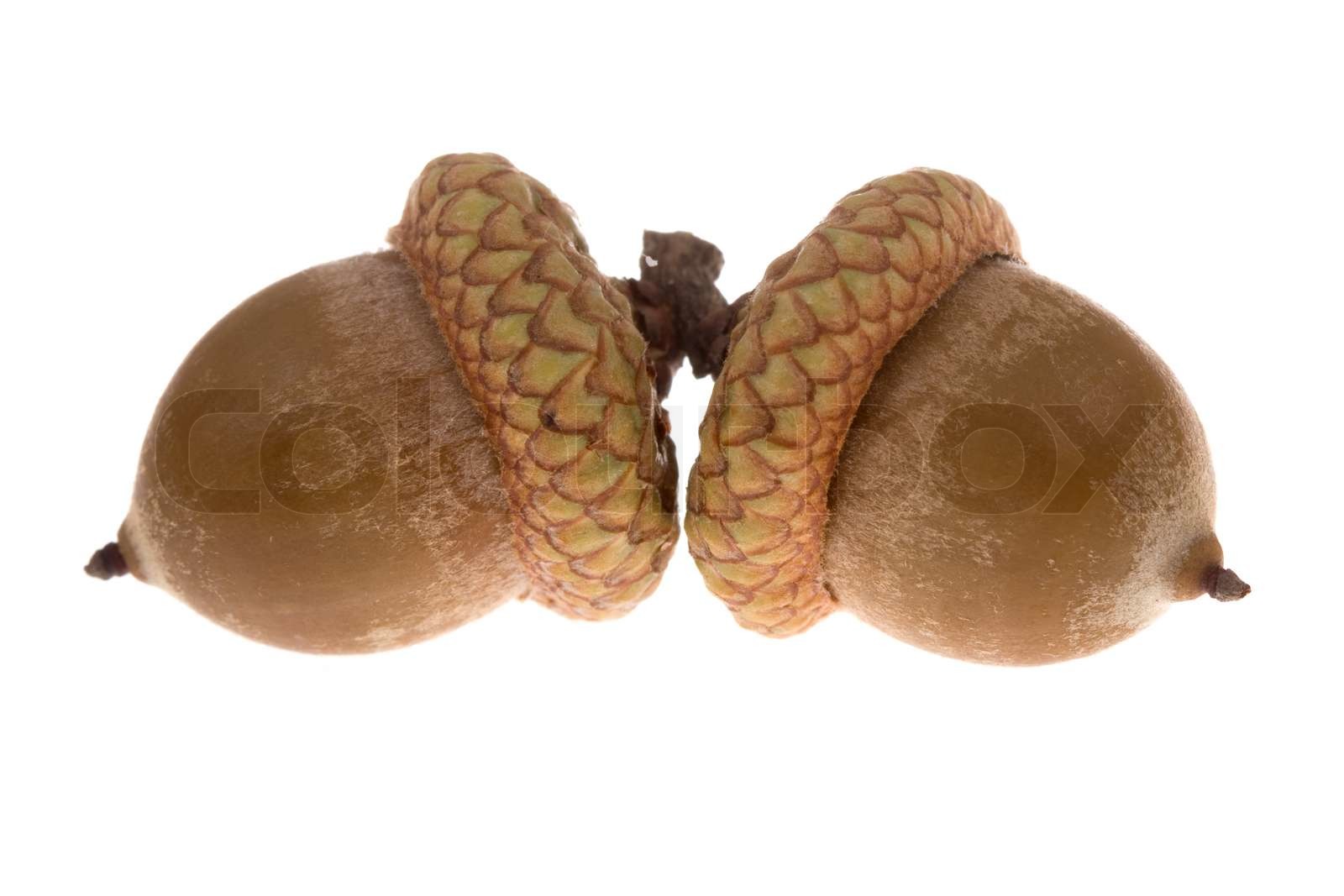 acorns isolated | Stock image | Colourbox