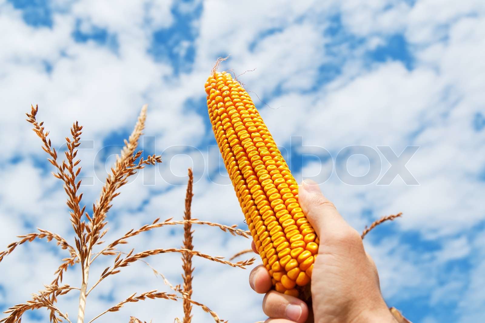 golden maize in hand over field | Stock image | Colourbox