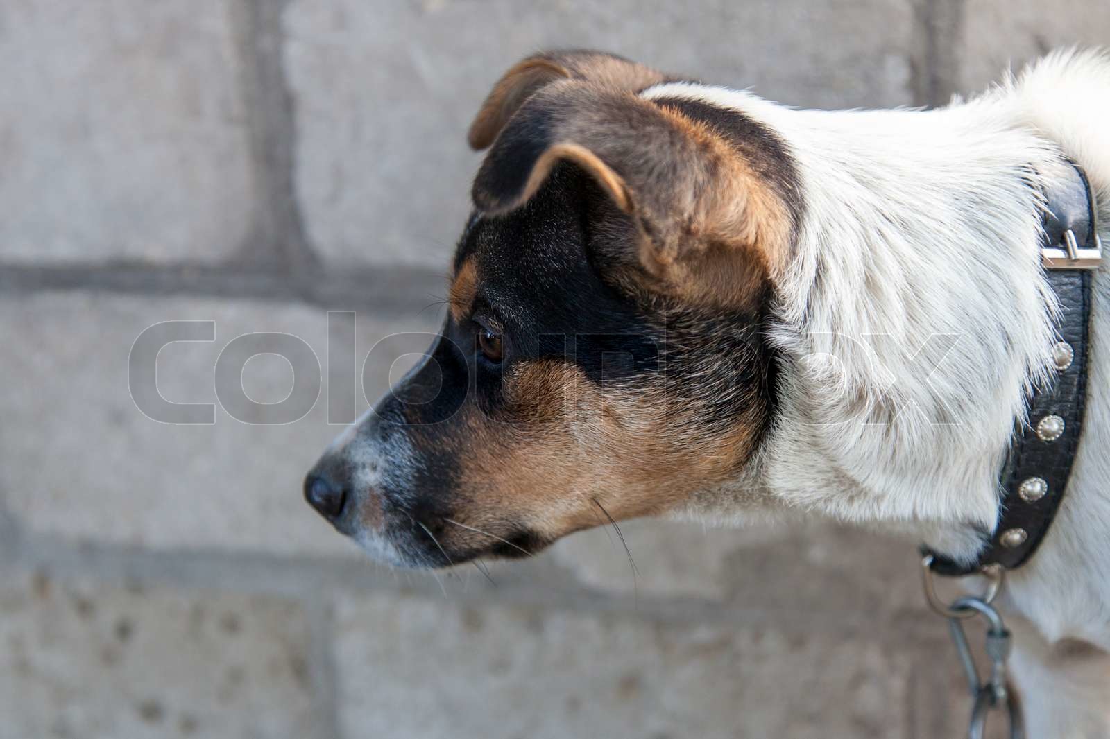Dog on the chain portrait | Stock image | Colourbox