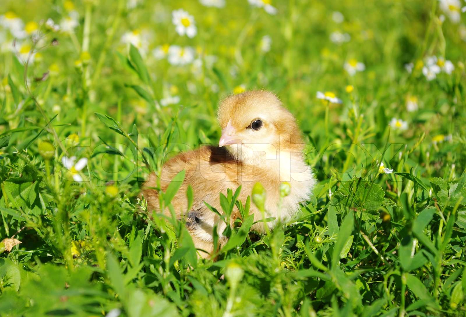 Huhn | Stock Bild | Colourbox