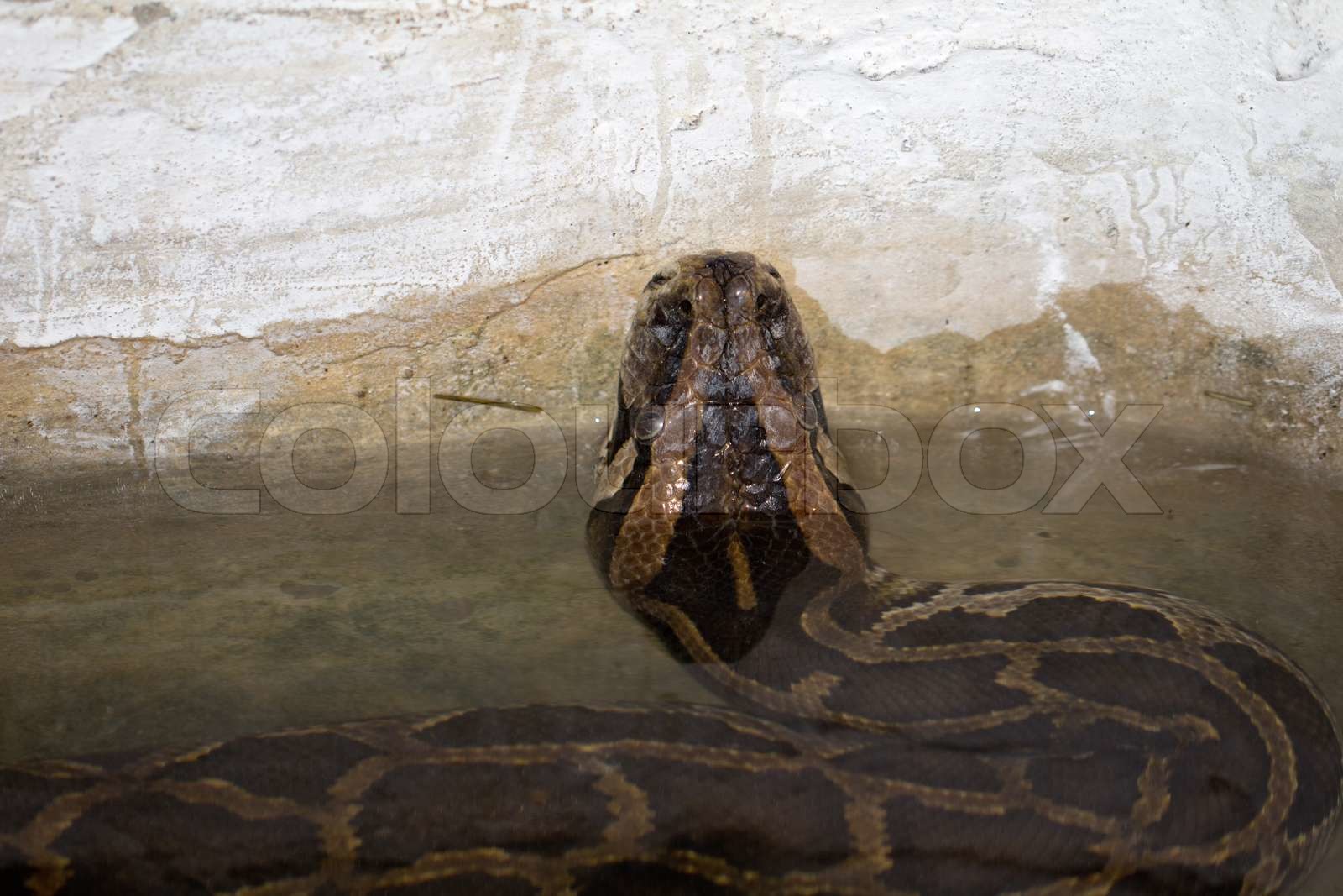 snake macro | Stock image | Colourbox