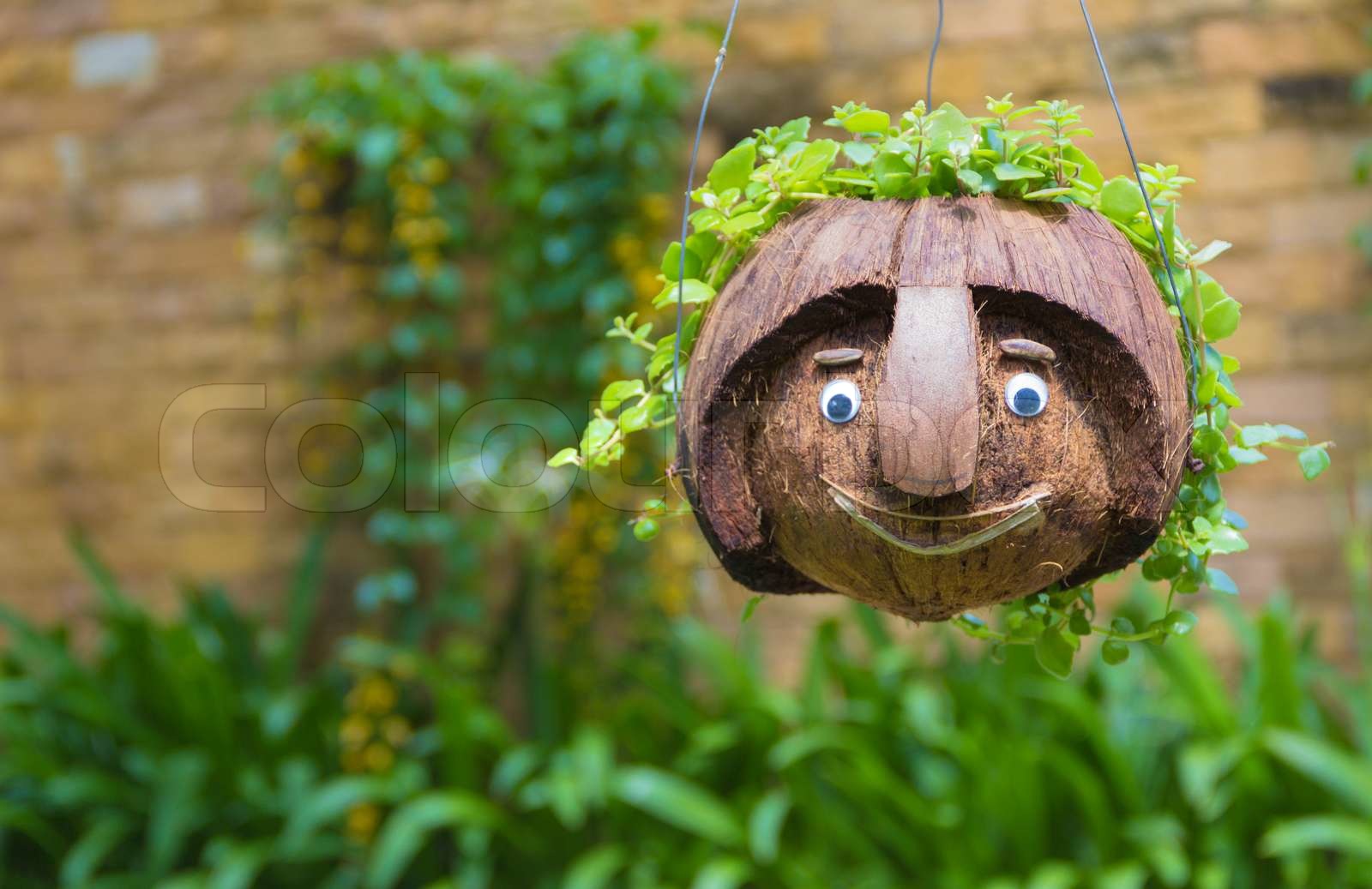 Smiling Face Coconut | Stock image | Colourbox