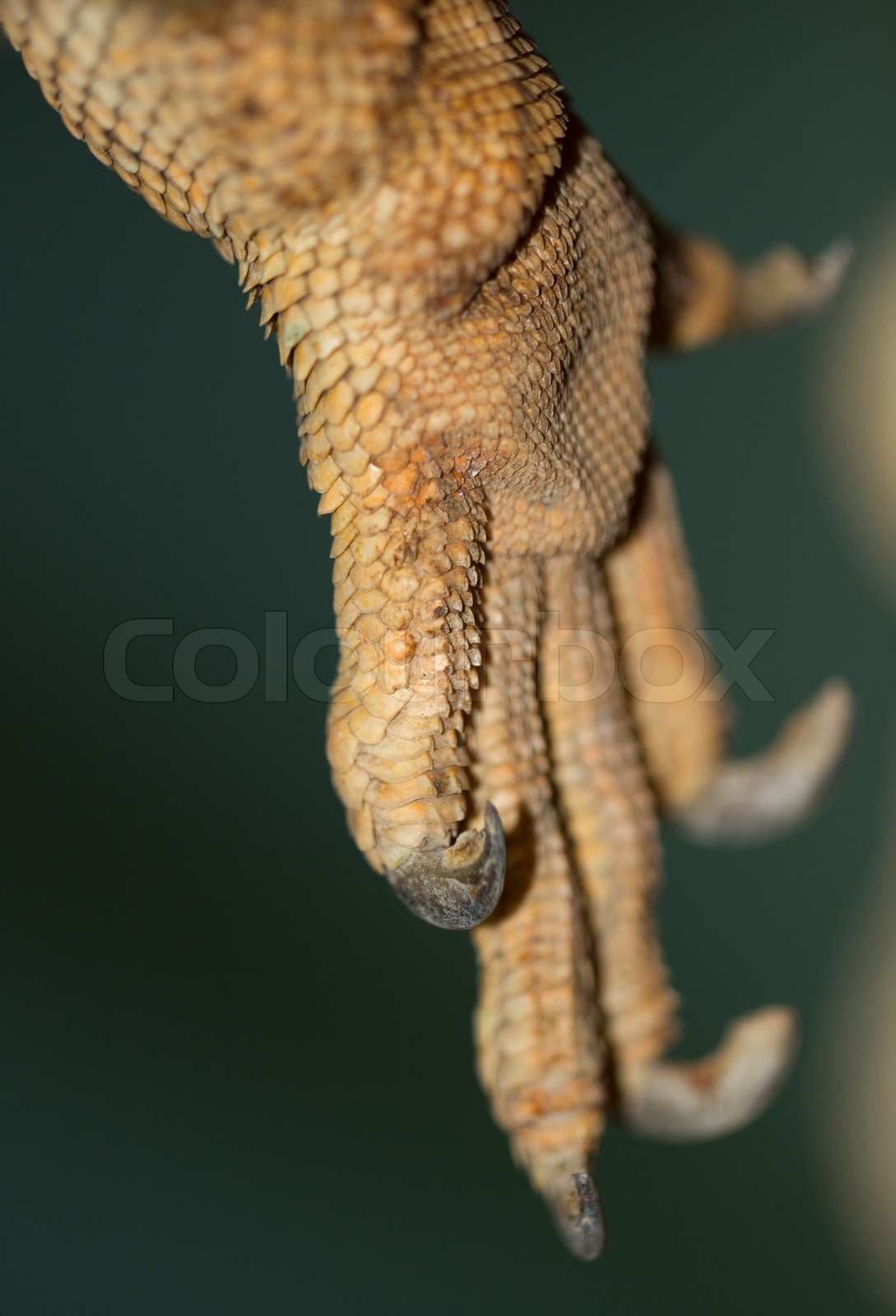 foot iguana | Stock image | Colourbox