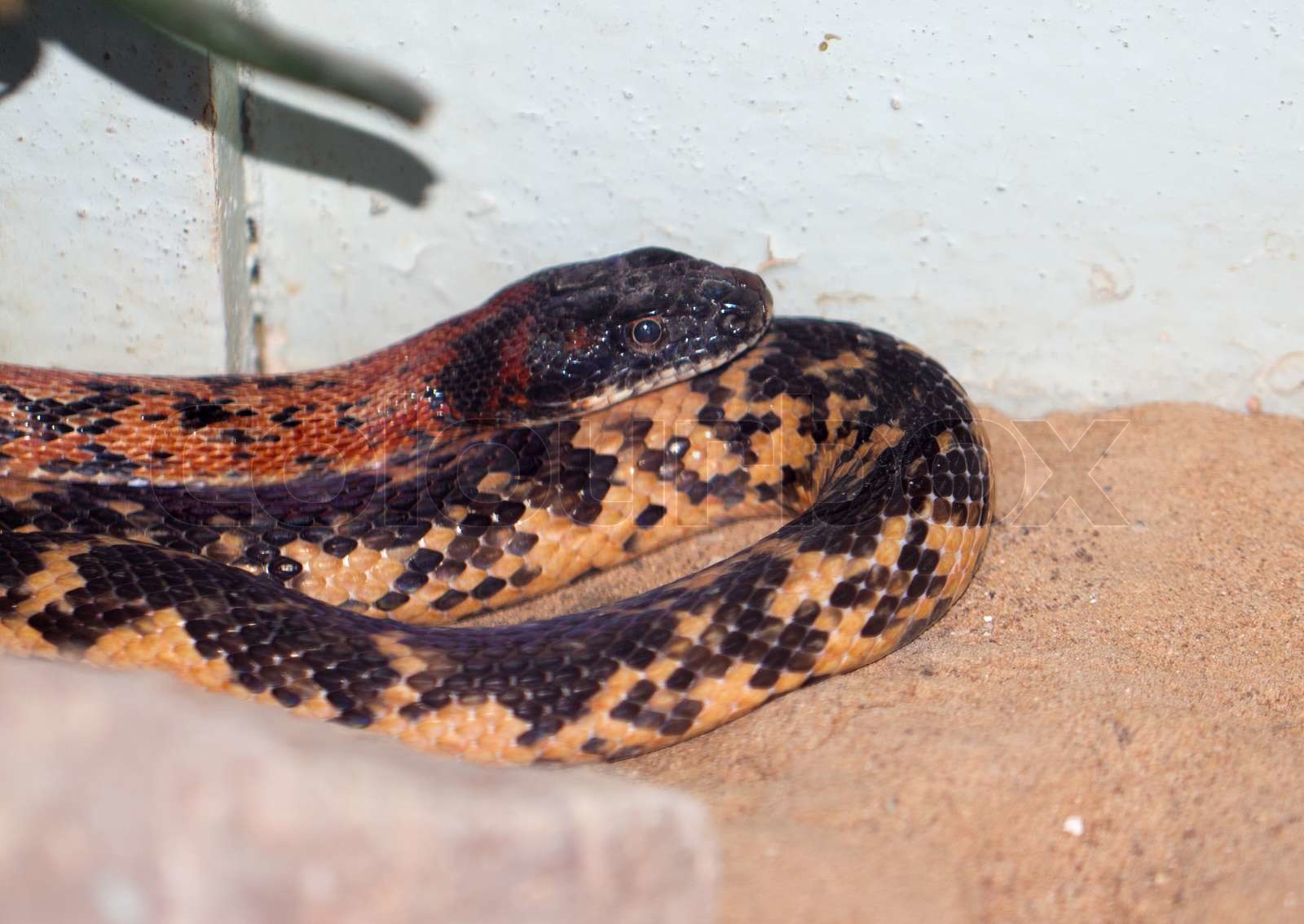 snake macro | Stock image | Colourbox