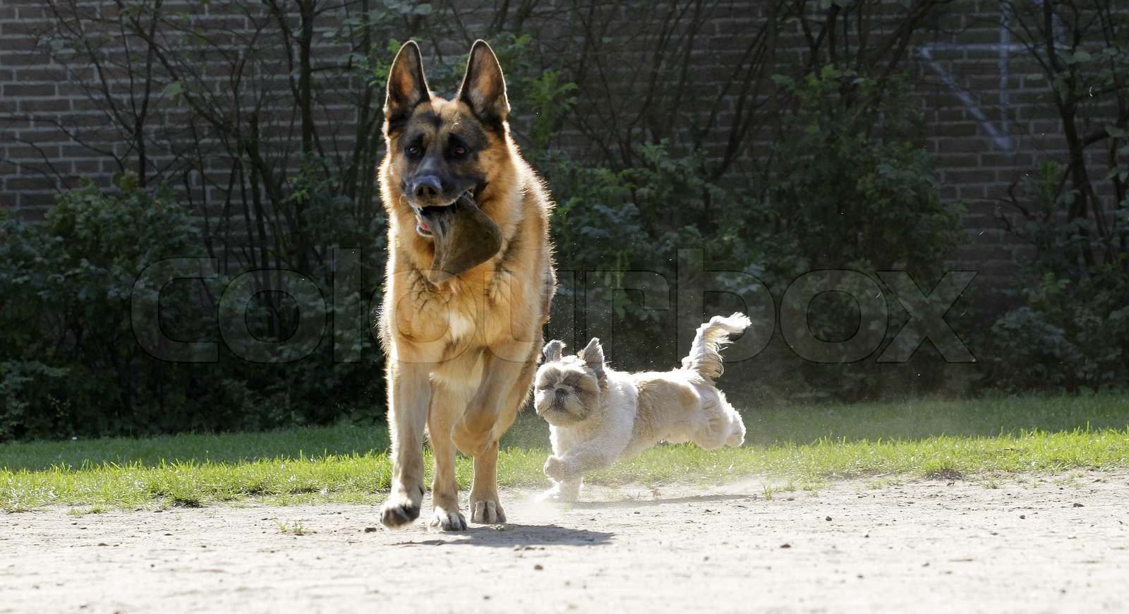 little shih tsu dog chasing a german shepherd | Stock image | Colourbox