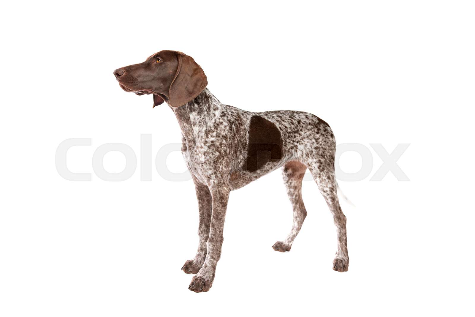 Liver Spotted German Shorthaired Pointer