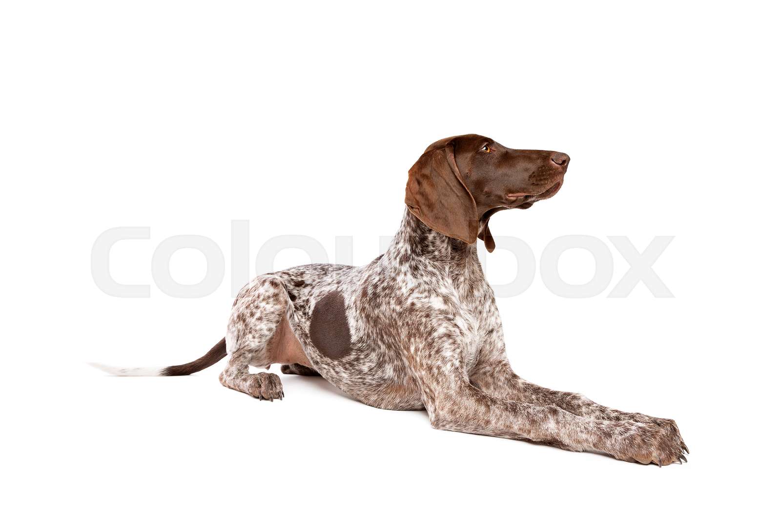 Liver Spotted German Shorthaired Pointer