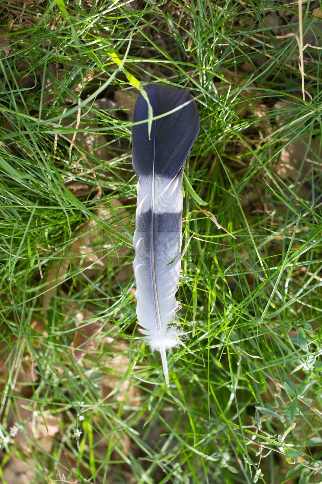 pigeon feather in nature | Stock image | Colourbox