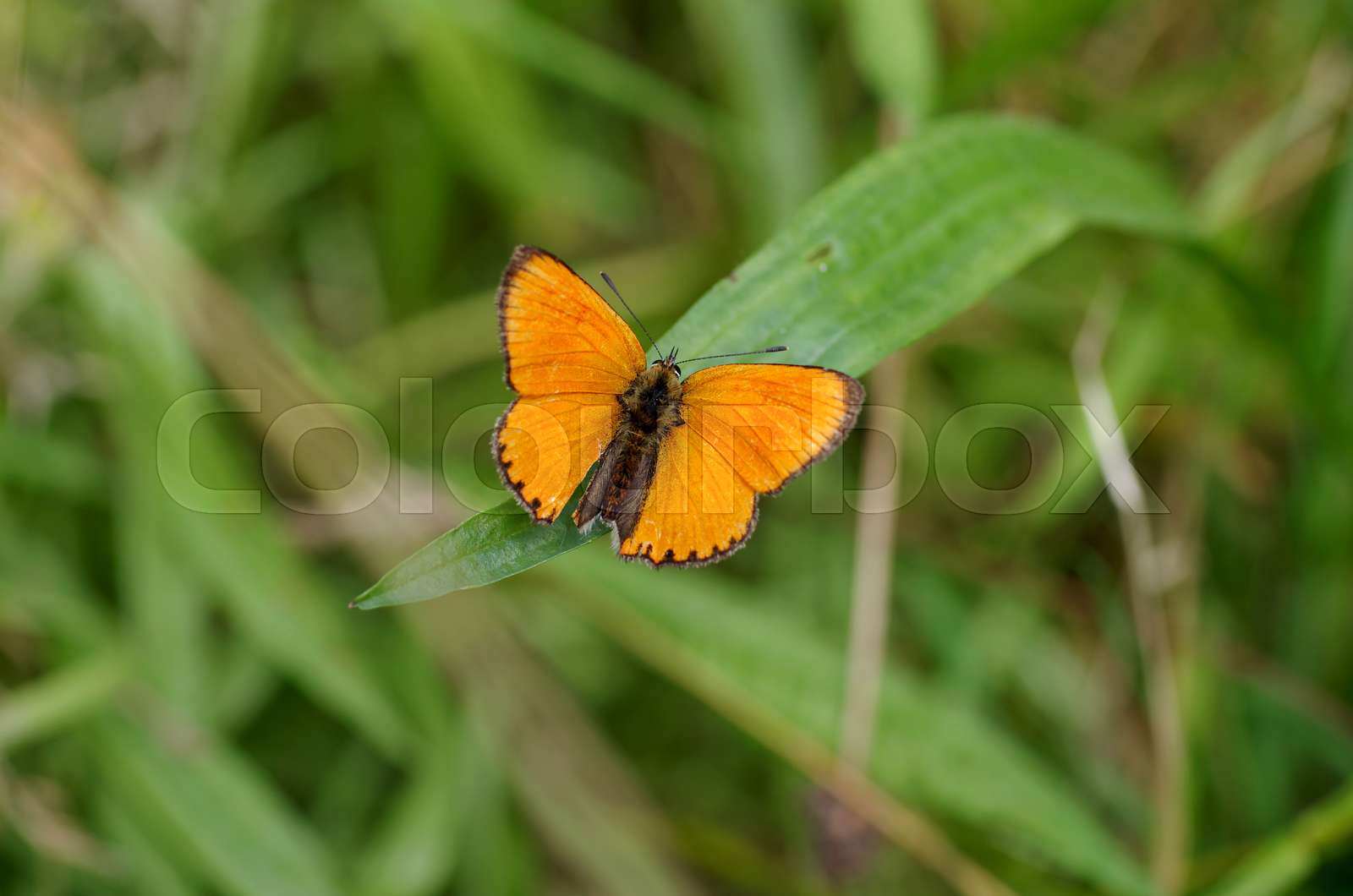 orangefarbener falter sitzt auf grünen blättern | Stock Bild | Colourbox