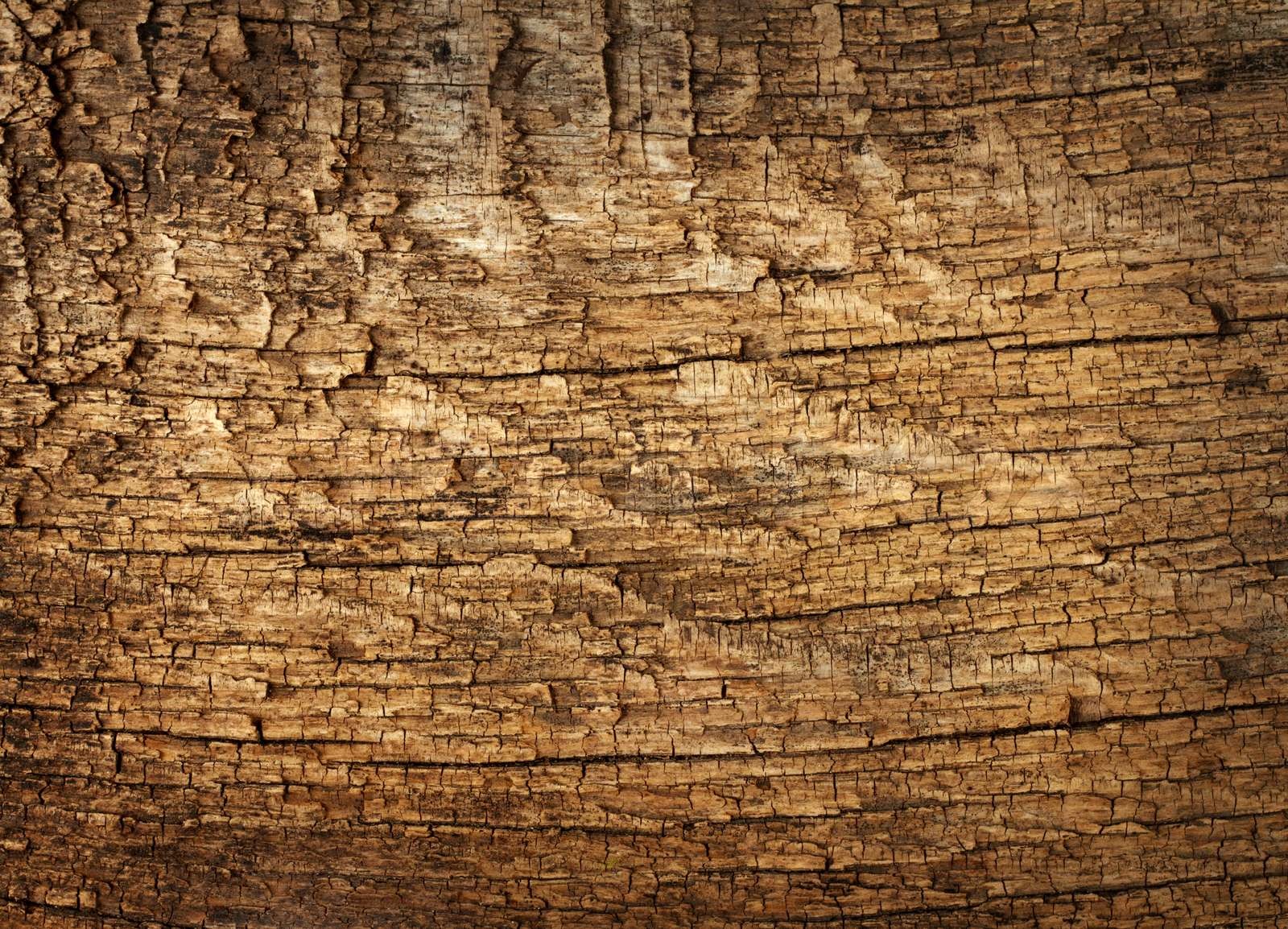 Background texture dead tree | Stock image | Colourbox