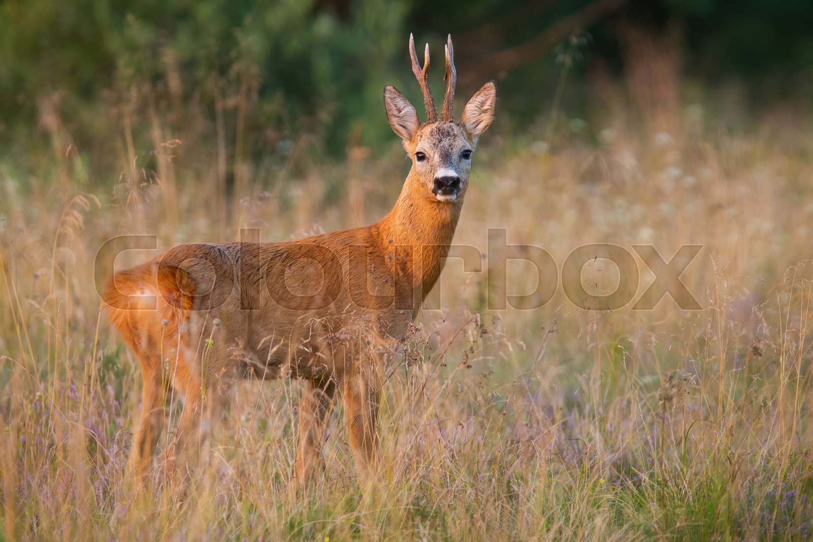 Roe deer buck standing on dry field in summertime nature | Stock image ...