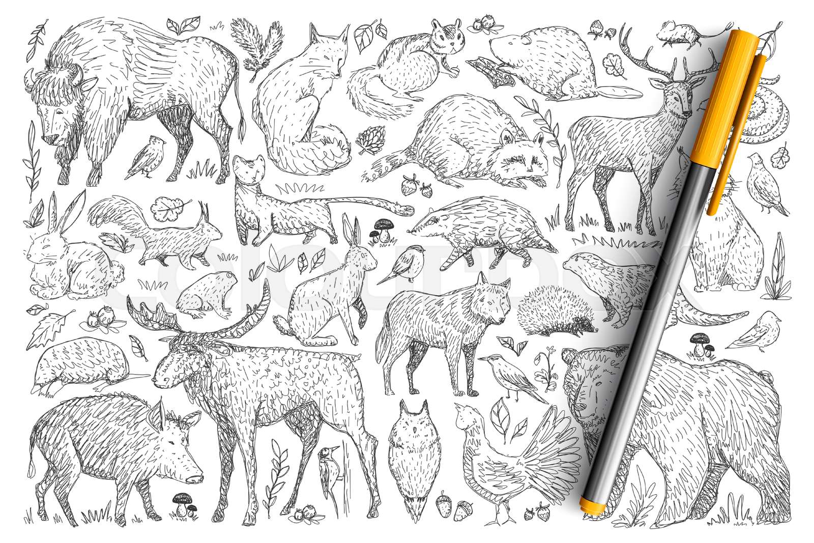 Drawings Of Wild Animals In Forest