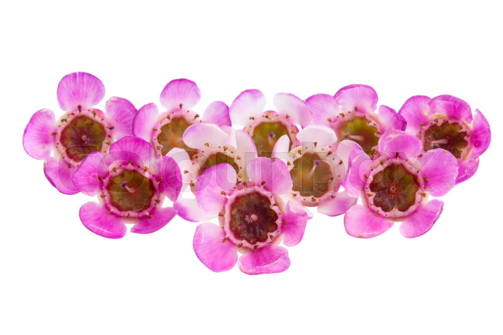 beautiful wax myrtle flower isolated | Stock image | Colourbox