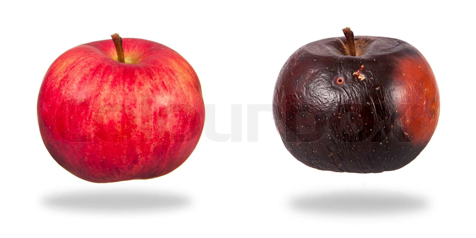 Red and rotten apples isolated | Stock image | Colourbox