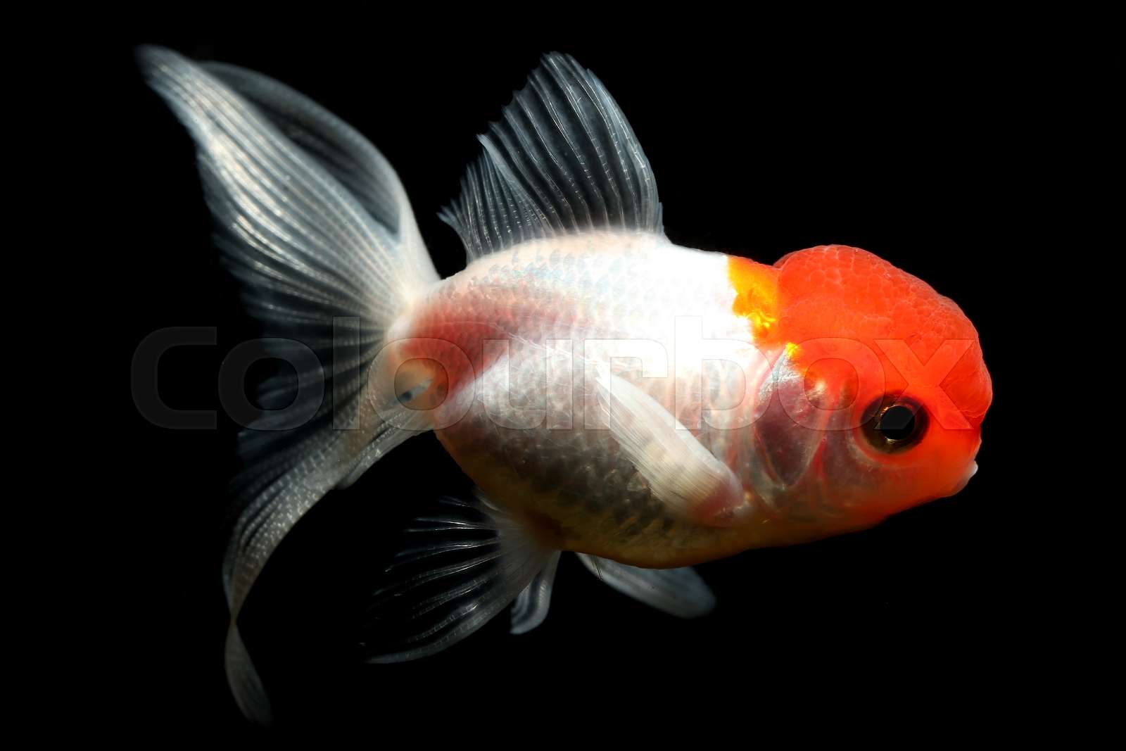 Red Cap Goldfish | Stock image | Colourbox