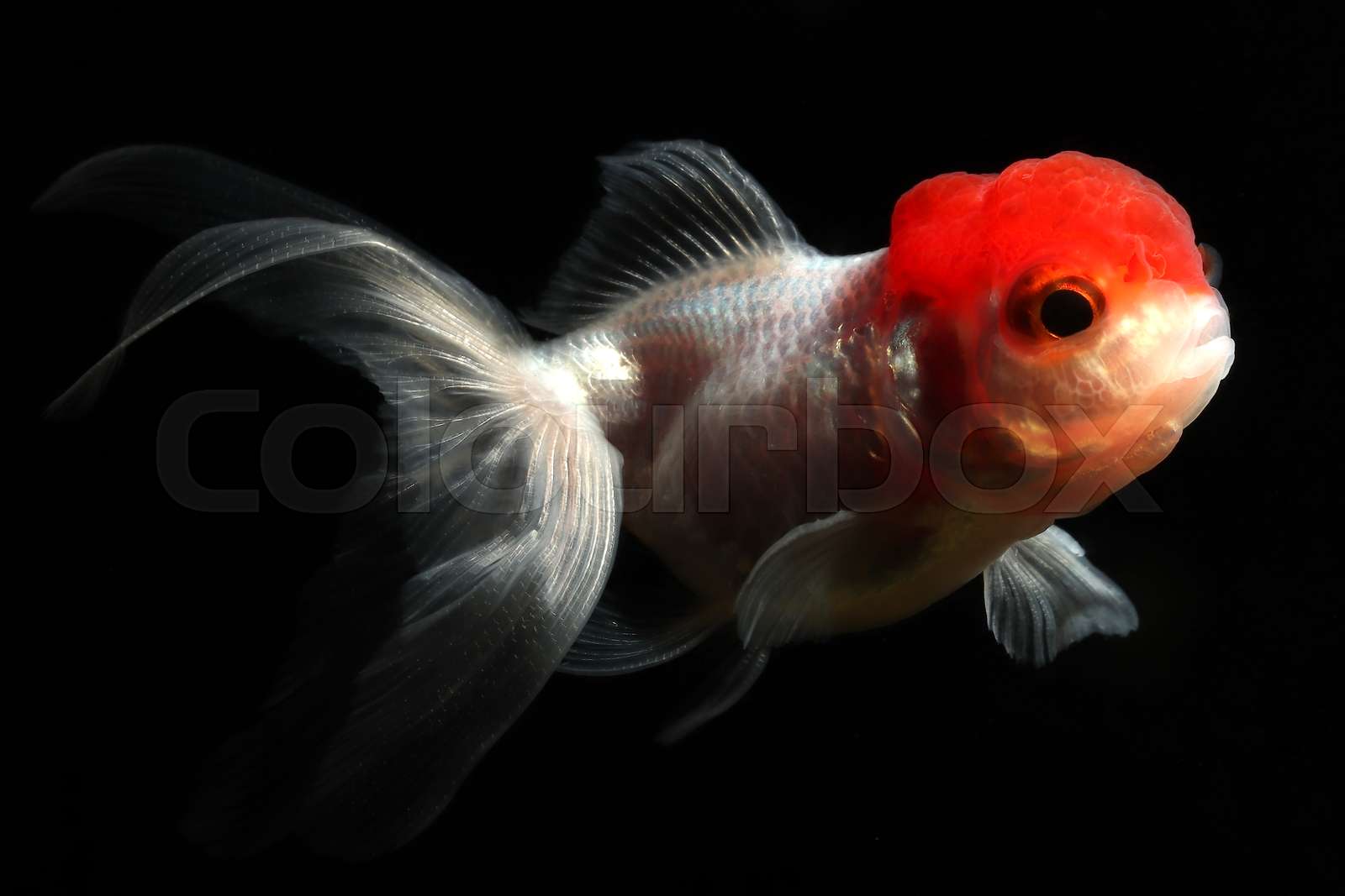 guldfisk, lille, vækststeder | Stock foto | Colourbox