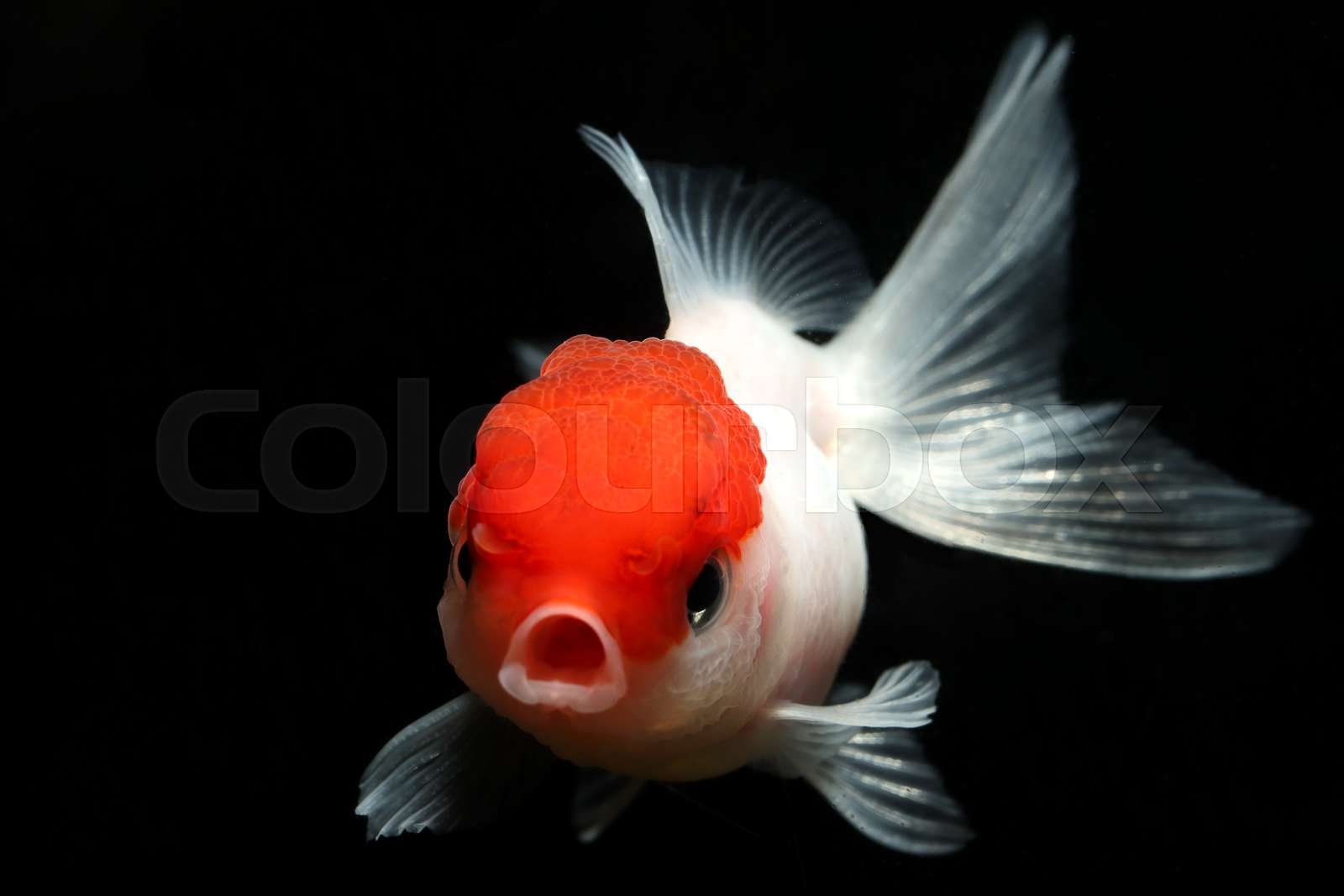 Red Cap Goldfish | Stock image | Colourbox