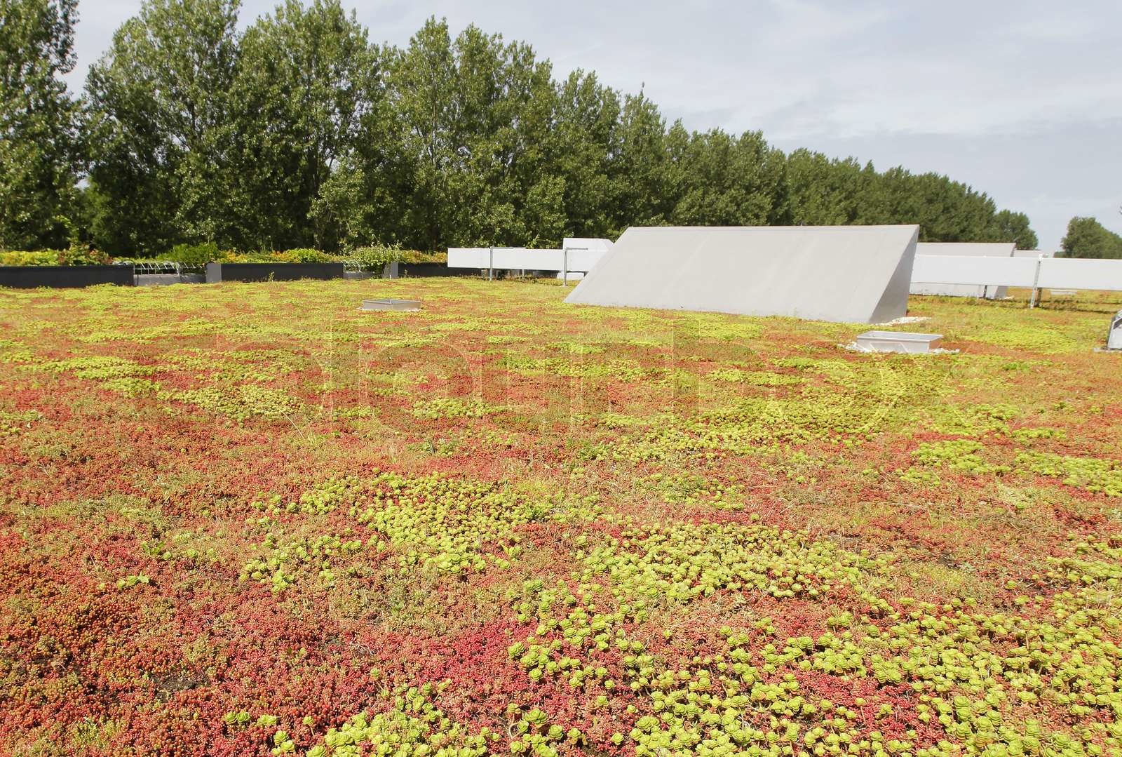 sedum roof | Stock image | Colourbox