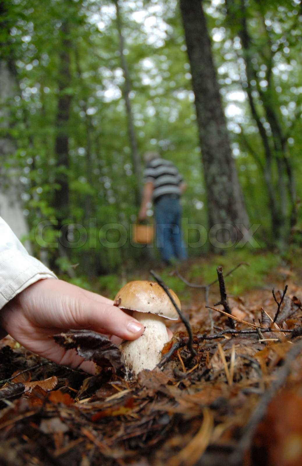 Pilze sammeln | Stock Bild | Colourbox