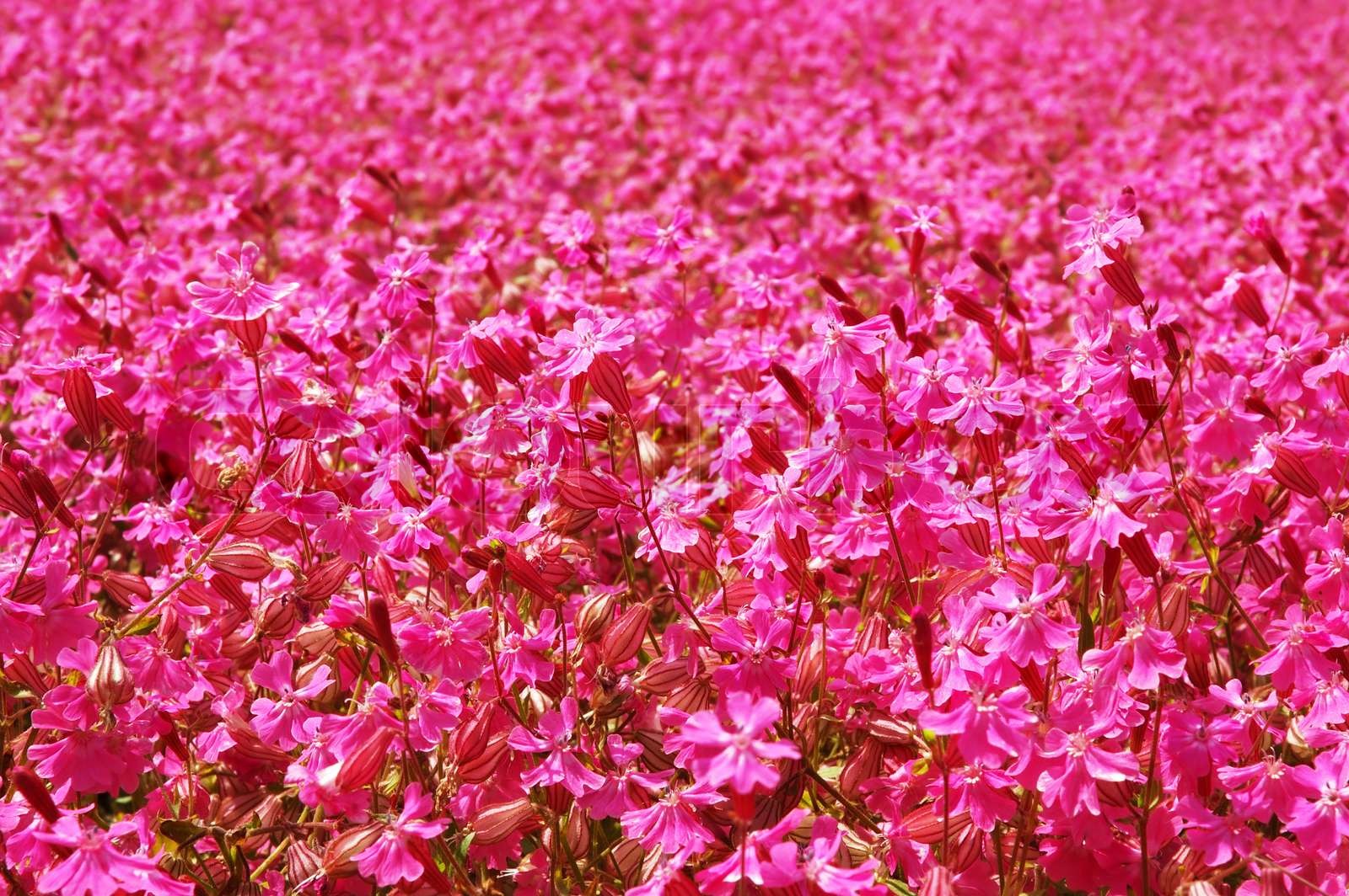 Pink flower field | Stock image | Colourbox