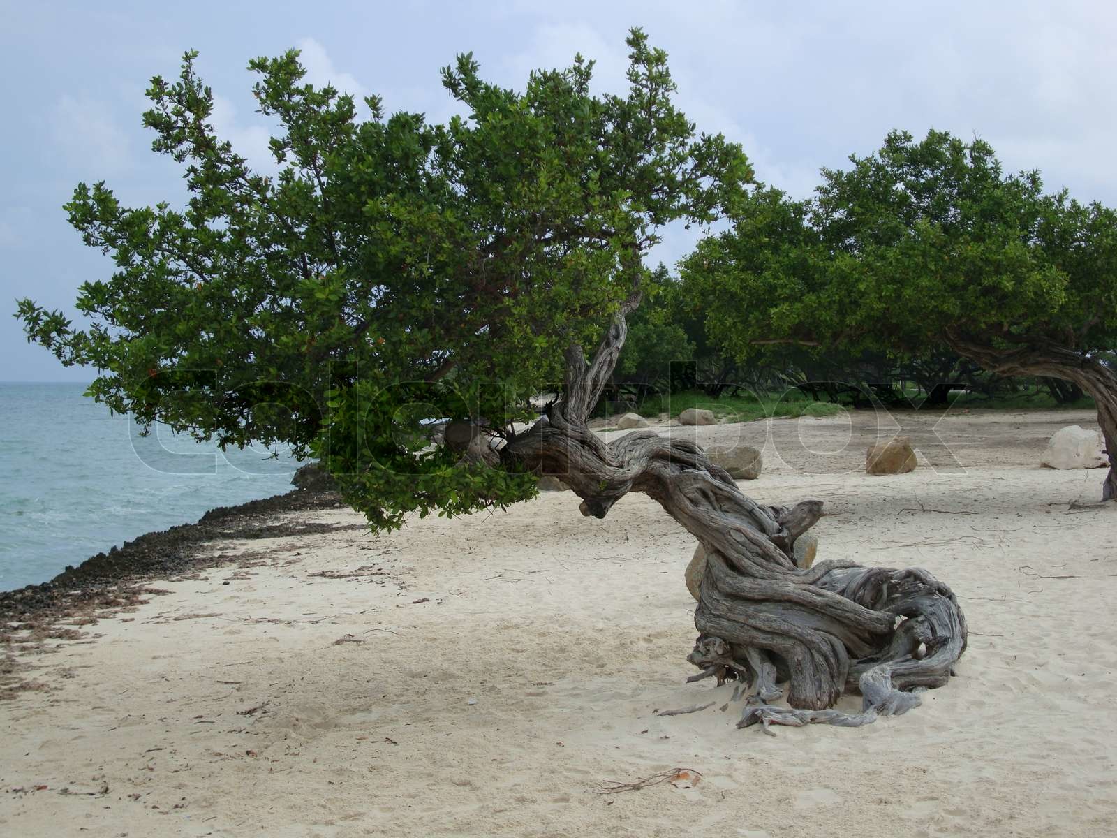 Divi Divi | Stock image | Colourbox