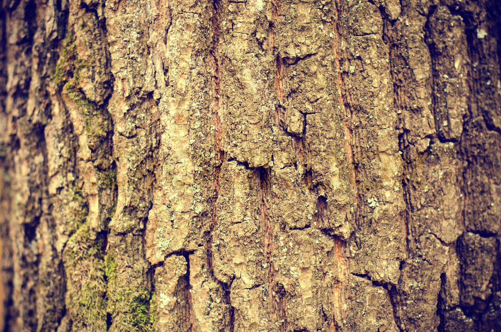 natürlich, auf, dreck | Stock Bild | Colourbox